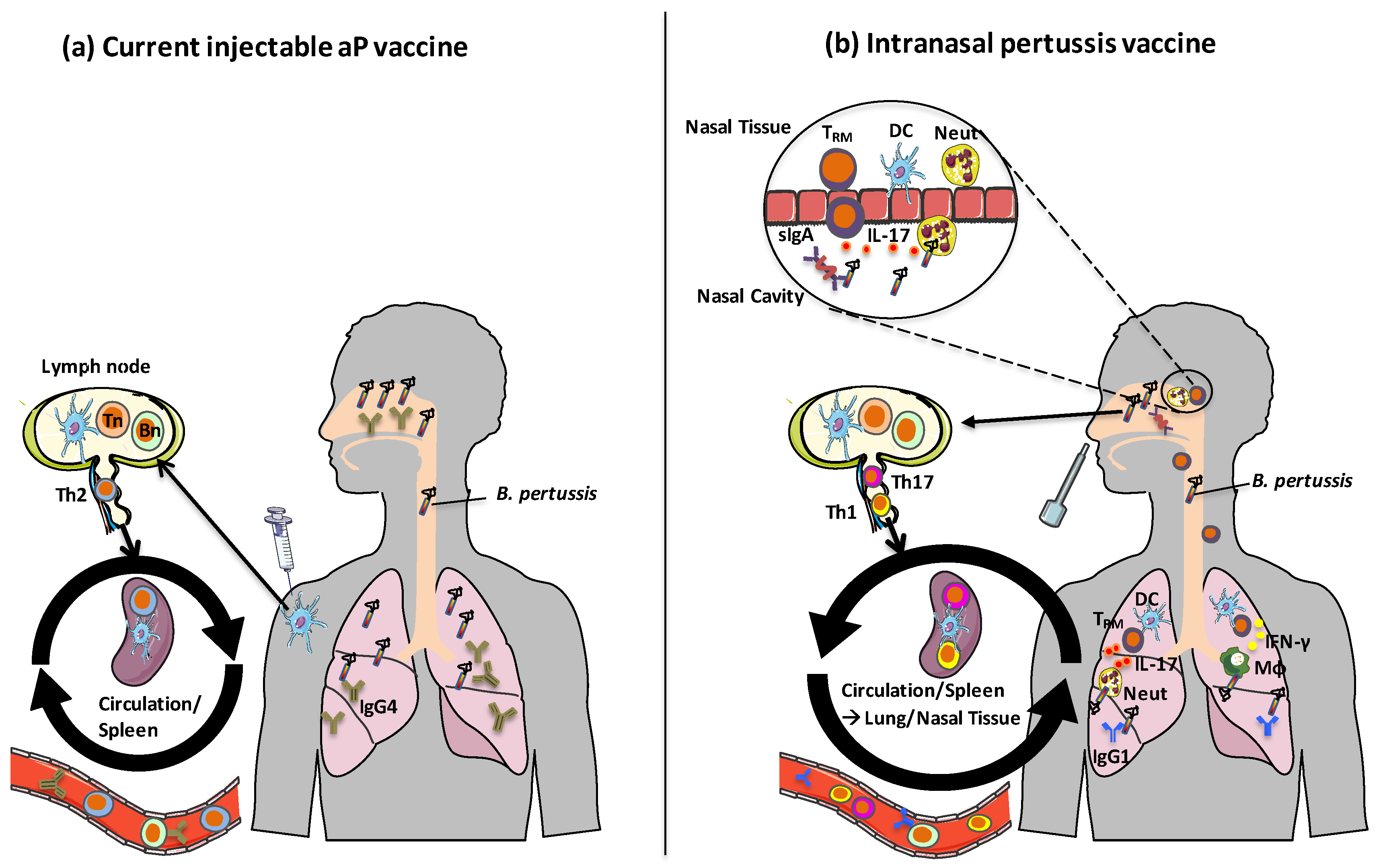 Vaccines Free Full Text Next Generation Pertussis Vaccines Based On Vaccines Free Full Text Next Generation Pertussis Vaccines Based On