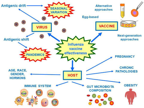 Efforts to Improve the Seasonal Influenza Vaccine