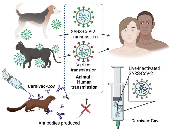 A Veterinary Vaccine for SARS-CoV-2: The First COVID-19 Vaccine for Animals