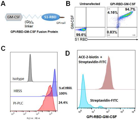 Influenza Virus-like Particle-Based Hybrid Vaccine Containing RBD ...