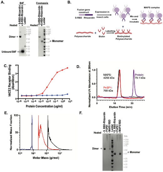 Preclinical Immunogenicity and Efficacy of a Multiple Antigen ...