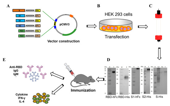 Human Fc-Conjugated Receptor Binding Domain-Based Recombinant Subunit Vaccines with Short Linker ...