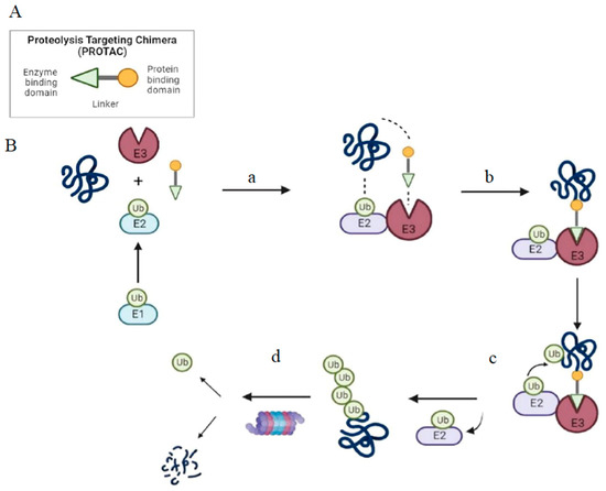 Recent Advances in PROTAC-Based Antiviral Strategies
