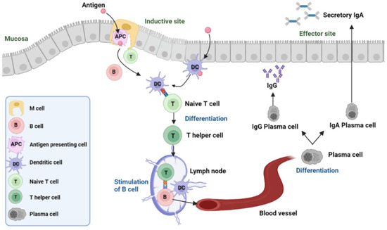 Oral Vaccines: A Better Future of Immunization