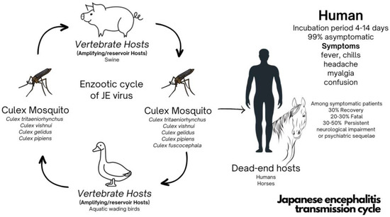 Vaccines | Free Full-Text | Japanese Encephalitis Vaccine Acceptance ...