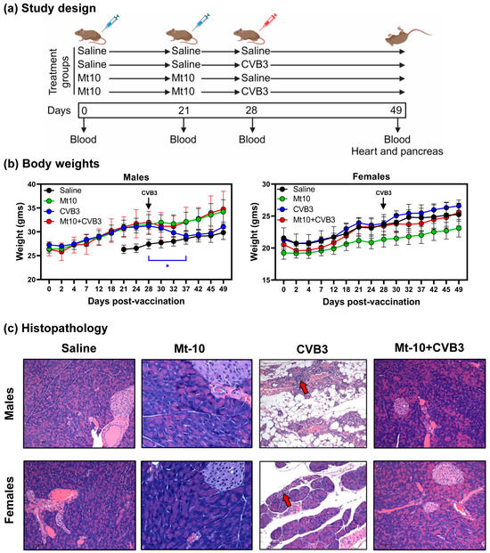 Mt10 Vaccine Protects Diversity Outbred Mice from CVB3 Infection by ...