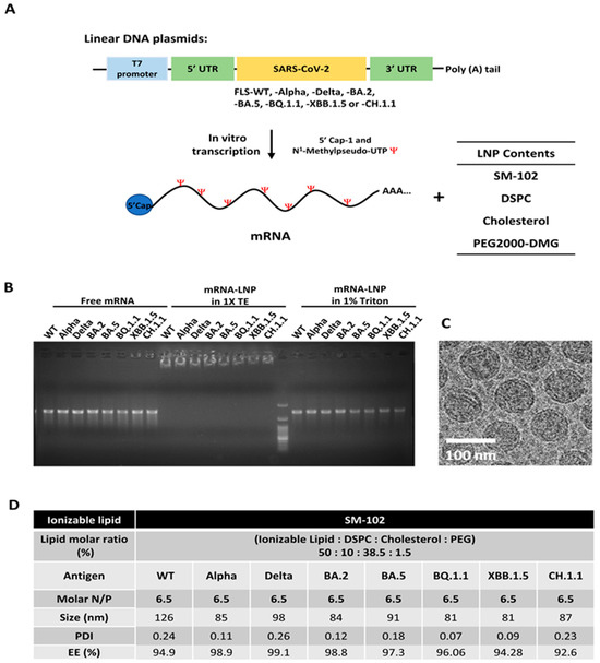 Multivalent mRNA Vaccine Elicits Broad Protection against SARS-CoV-2 Variants of Concern