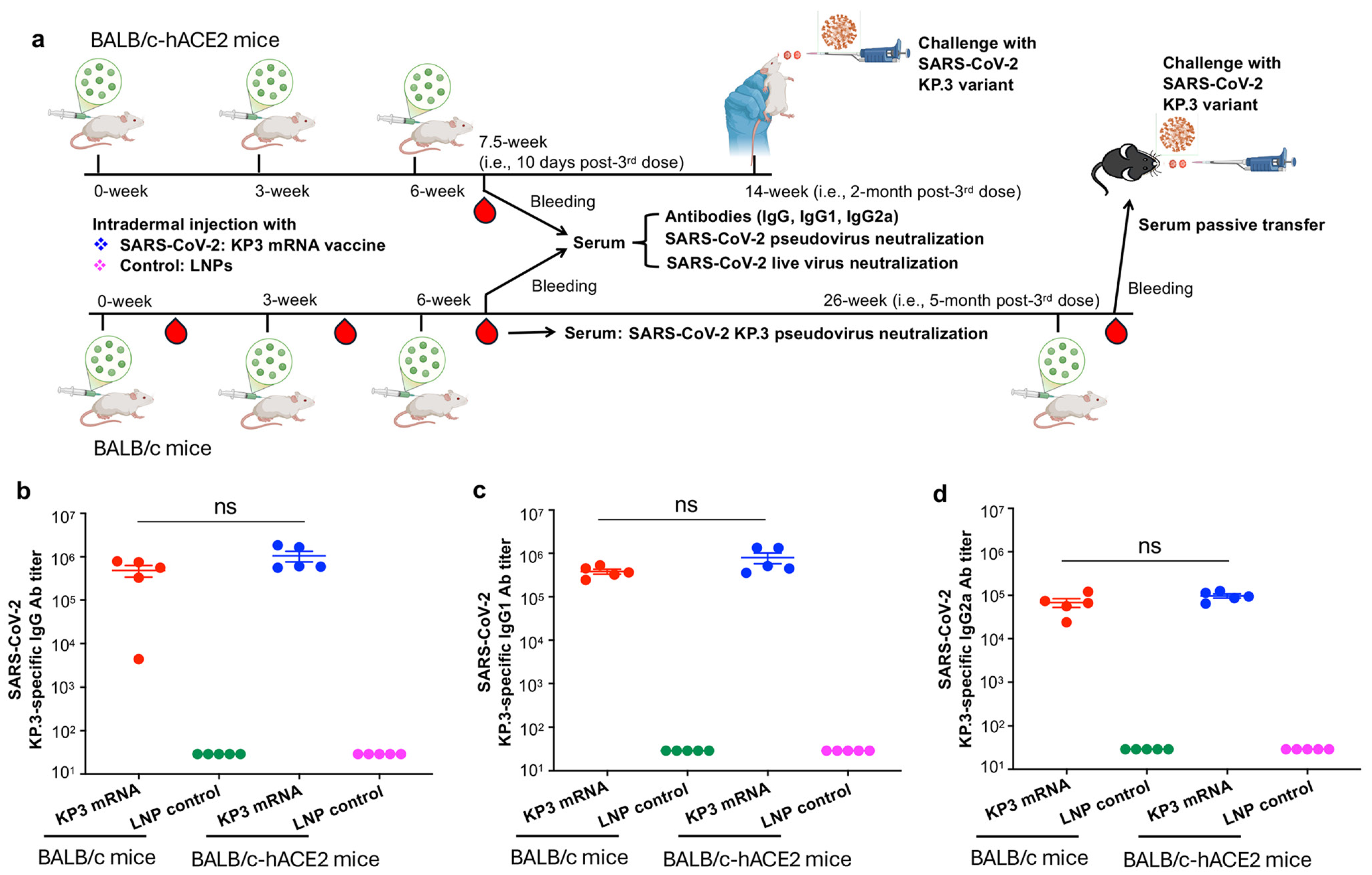 Omicron KP.3 RBD-Containing Spike mRNA Vaccine Induces Broadly ...