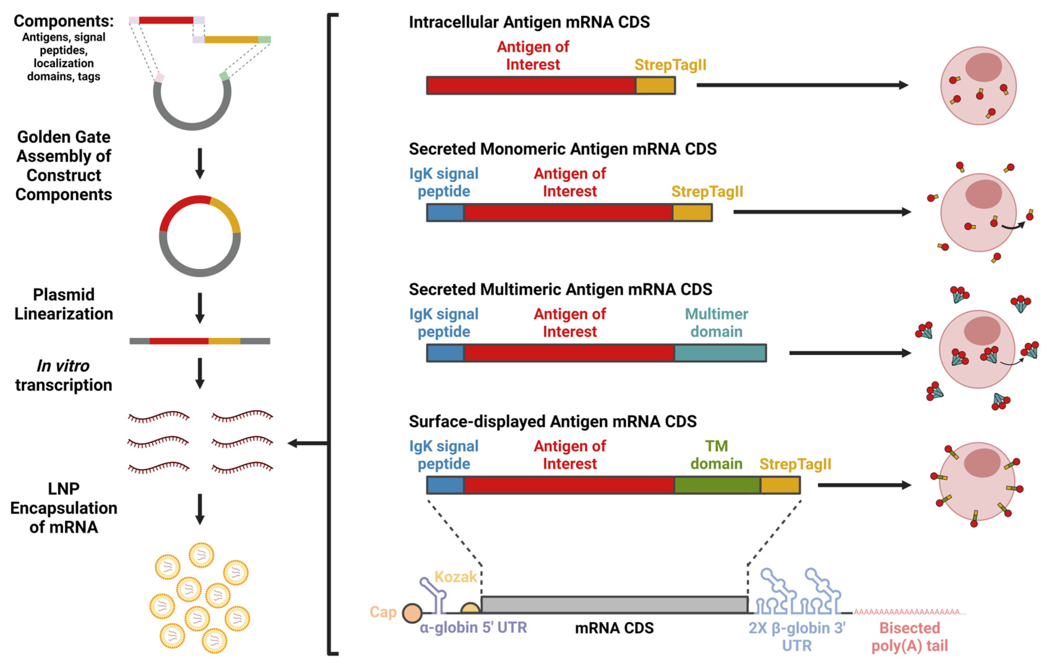 Self-Multimerization of mRNA LNP-Derived Antigen Improves Antibody ...