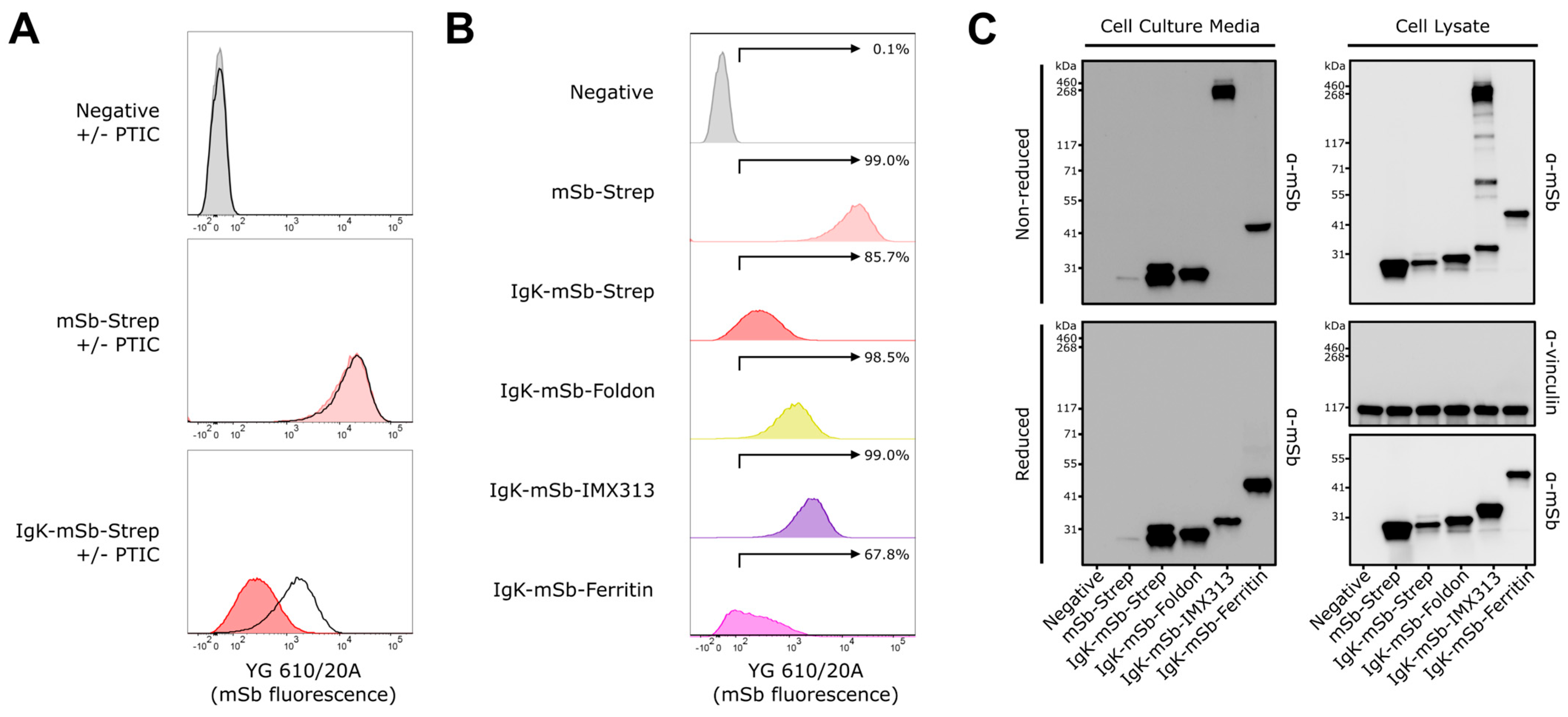 Self-Multimerization of mRNA LNP-Derived Antigen Improves Antibody ...