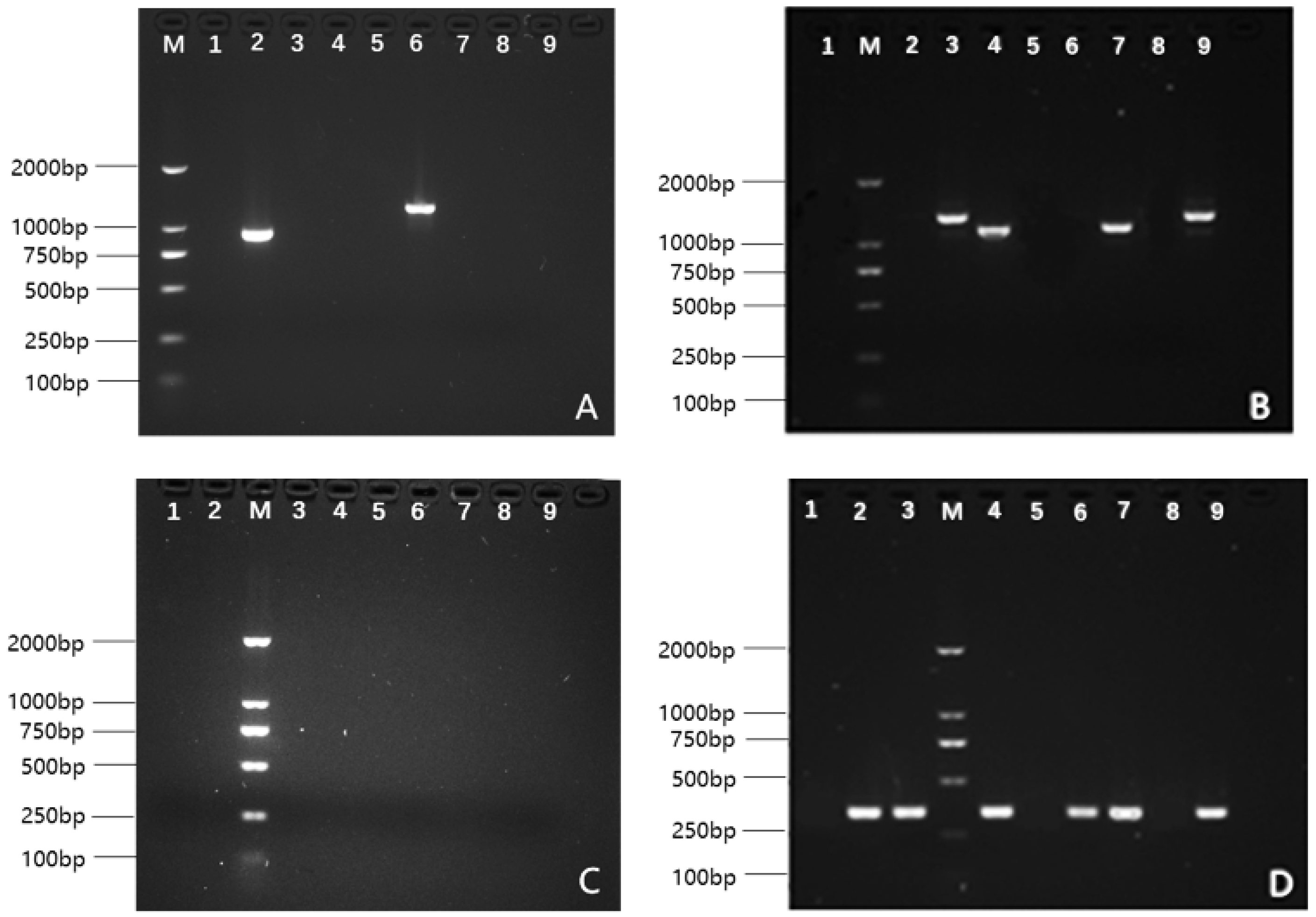Development and Validation of a Functional Antibody Assay for ...
