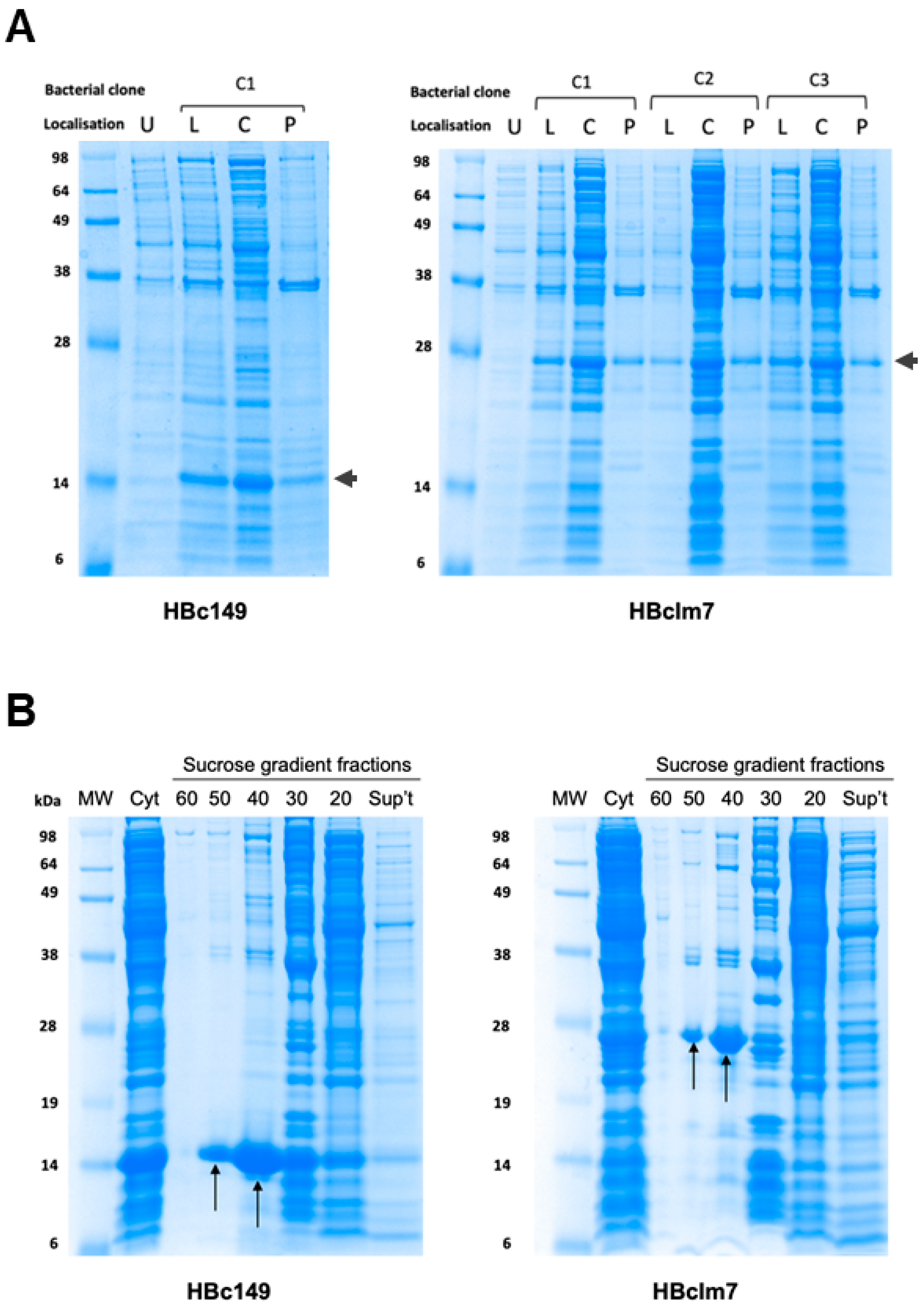 EPIclip: A Novel Approach for the Production of Decorated Virus-Like ...