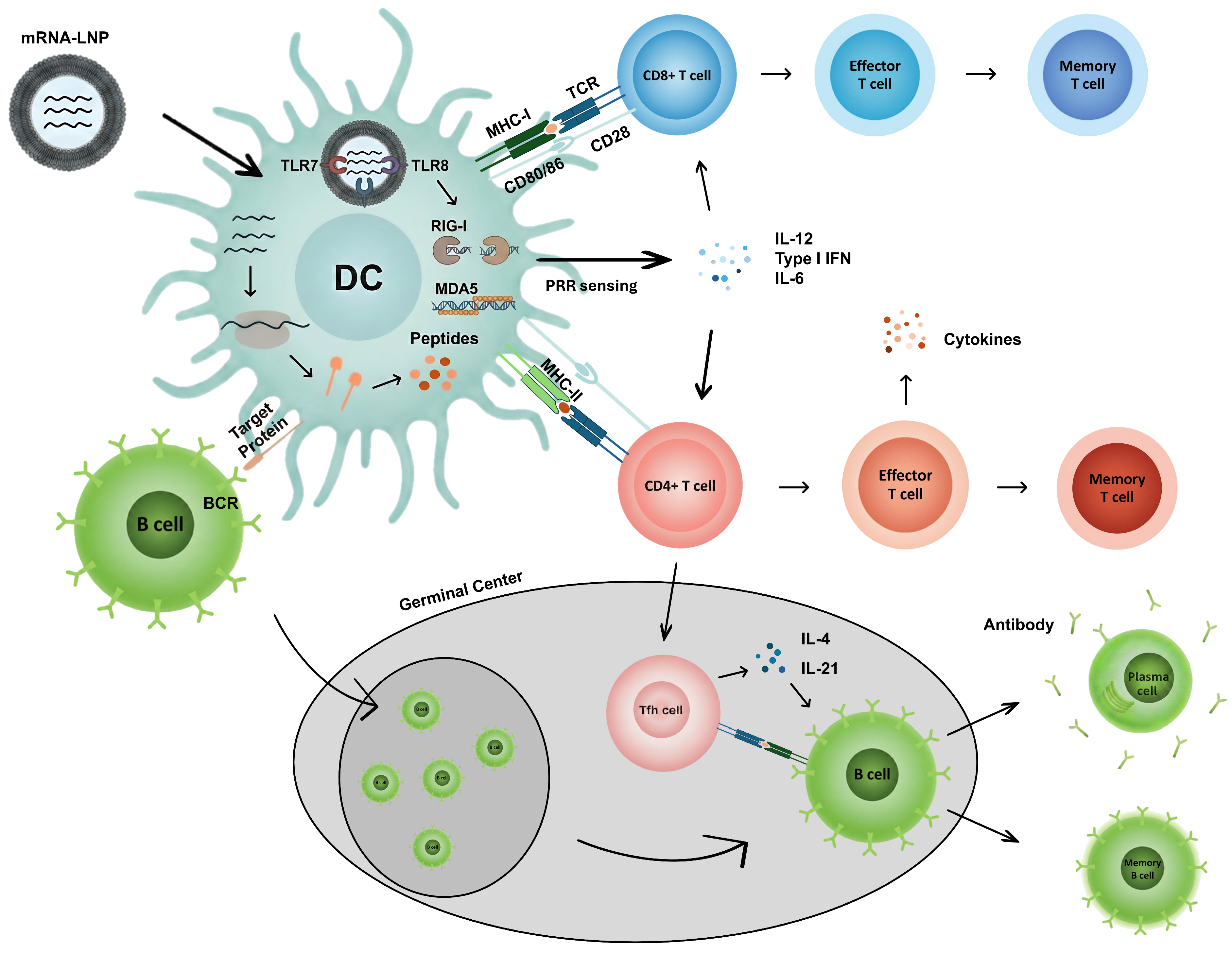 Circular RNA as a New Vaccine Platform: Considerations, Challenges, and ...