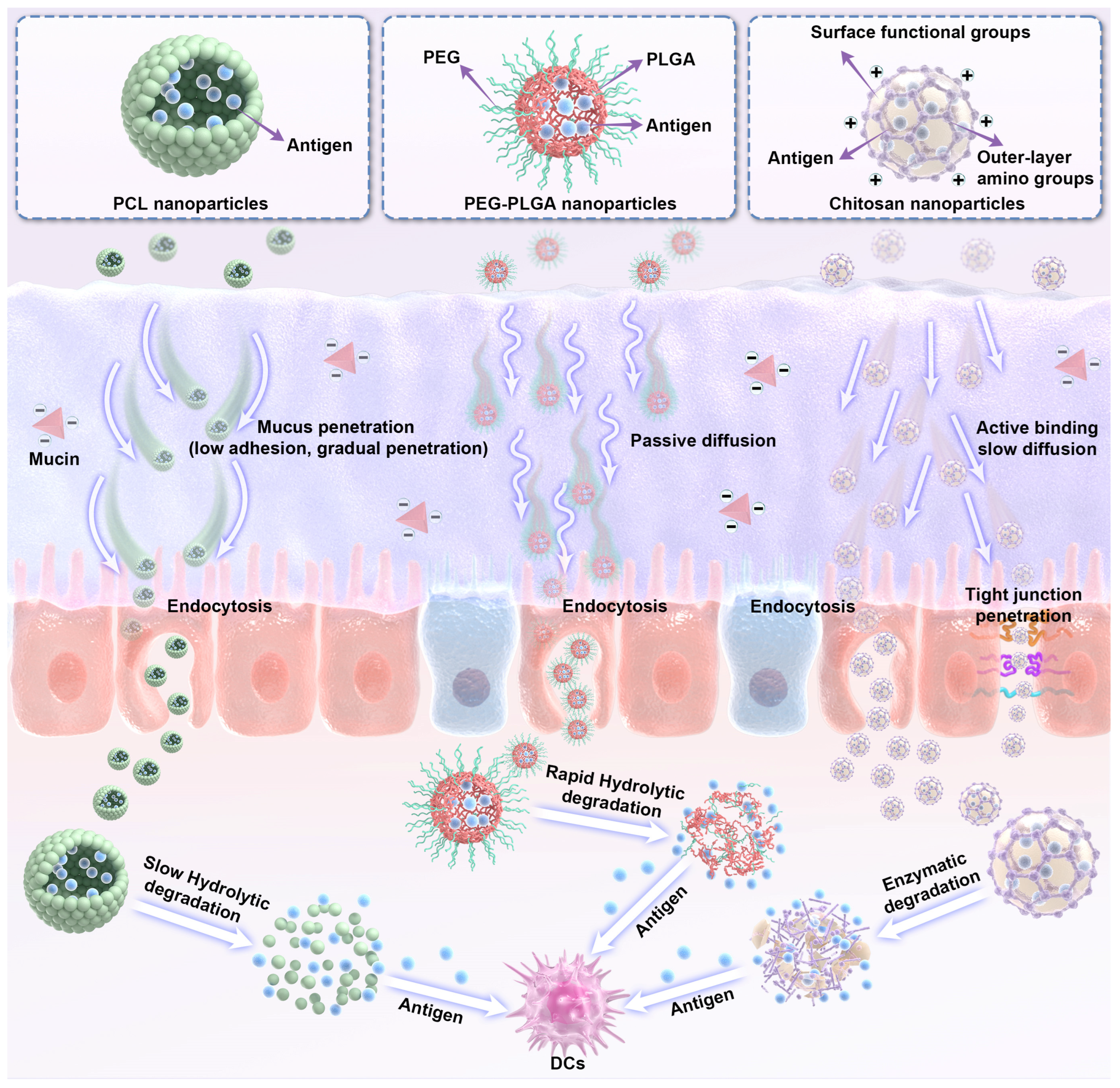 Intranasal Vaccine Adjuvants and Delivery Platforms: From Barrier ...