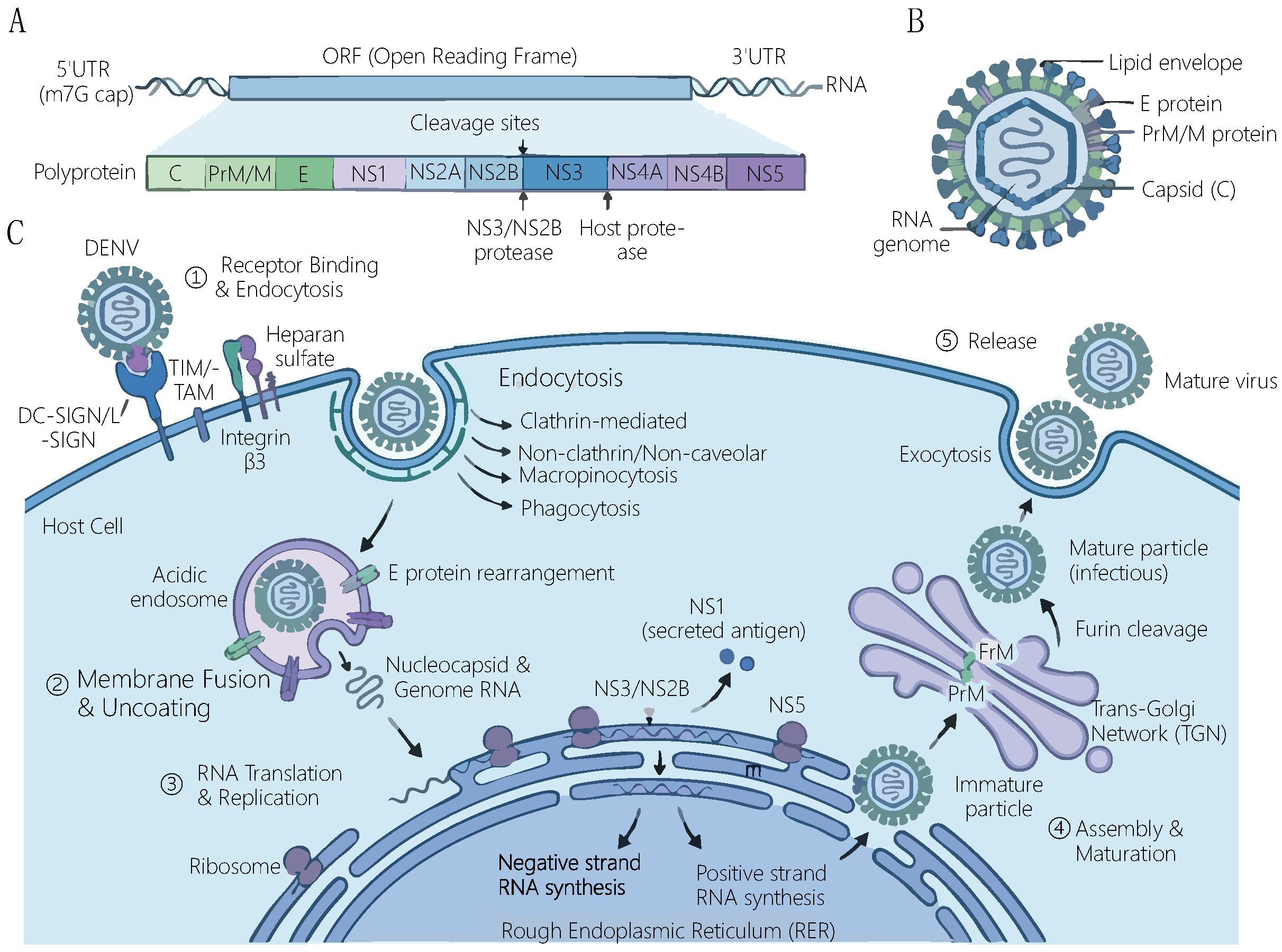 Dengue Virus-Susceptible Animal Models: Research Progress, Core ...