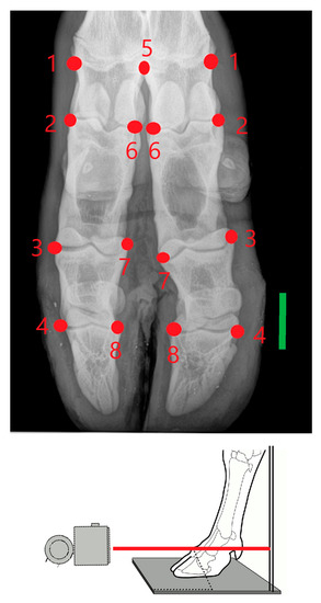 Asymmetries of Forelimb Digits of Young Cattle