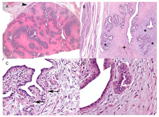 Mammary Fibroadenoma in Cats: A Matter of Classification