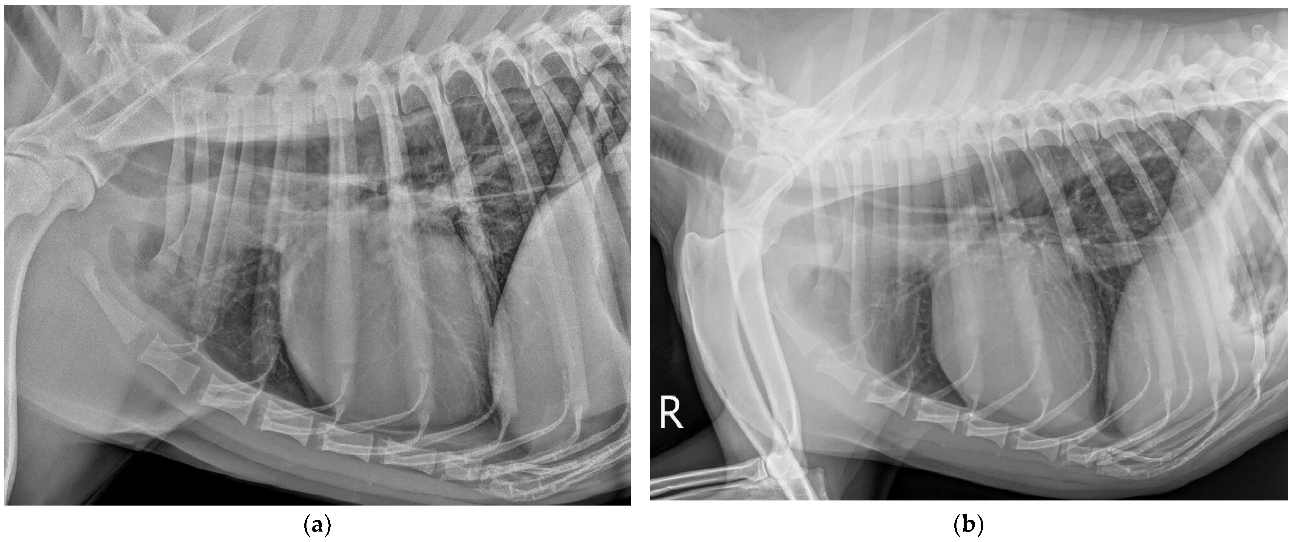 Veterinary Sciences Free Full Text Seronegative Myasthenia Gravis Veterinary Sciences Free Full Text Seronegative Myasthenia Gravis