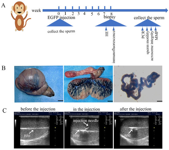 Generation of Transgenic Sperm Expressing GFP by Lentivirus ...