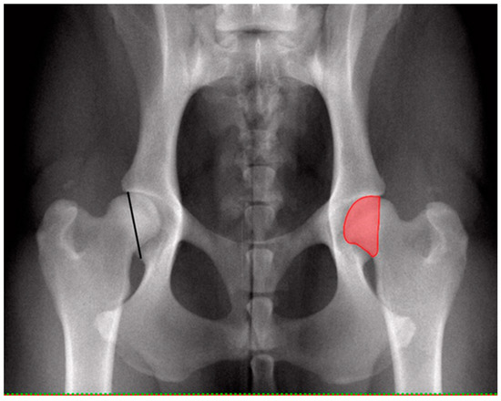 The Role of Femoral Head Size and Femoral Head Coverage in Dogs with ...