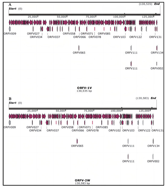 Genomic Differences and Mutations in Epidemic Orf Virus and Vaccine ...
