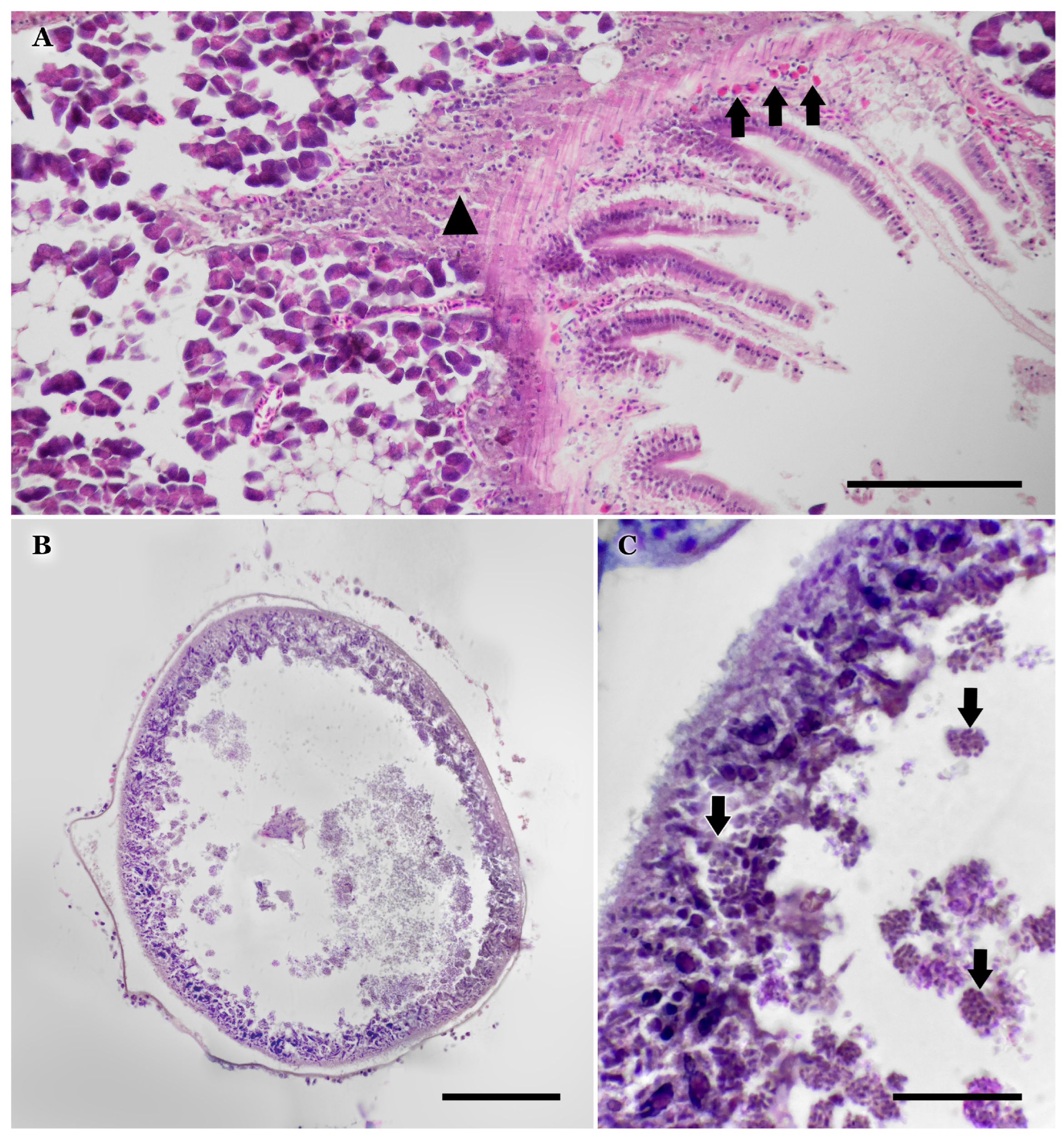 On the Epidemiology of Xenoma-Forming Microsporidia in Wild Caught Fish ...