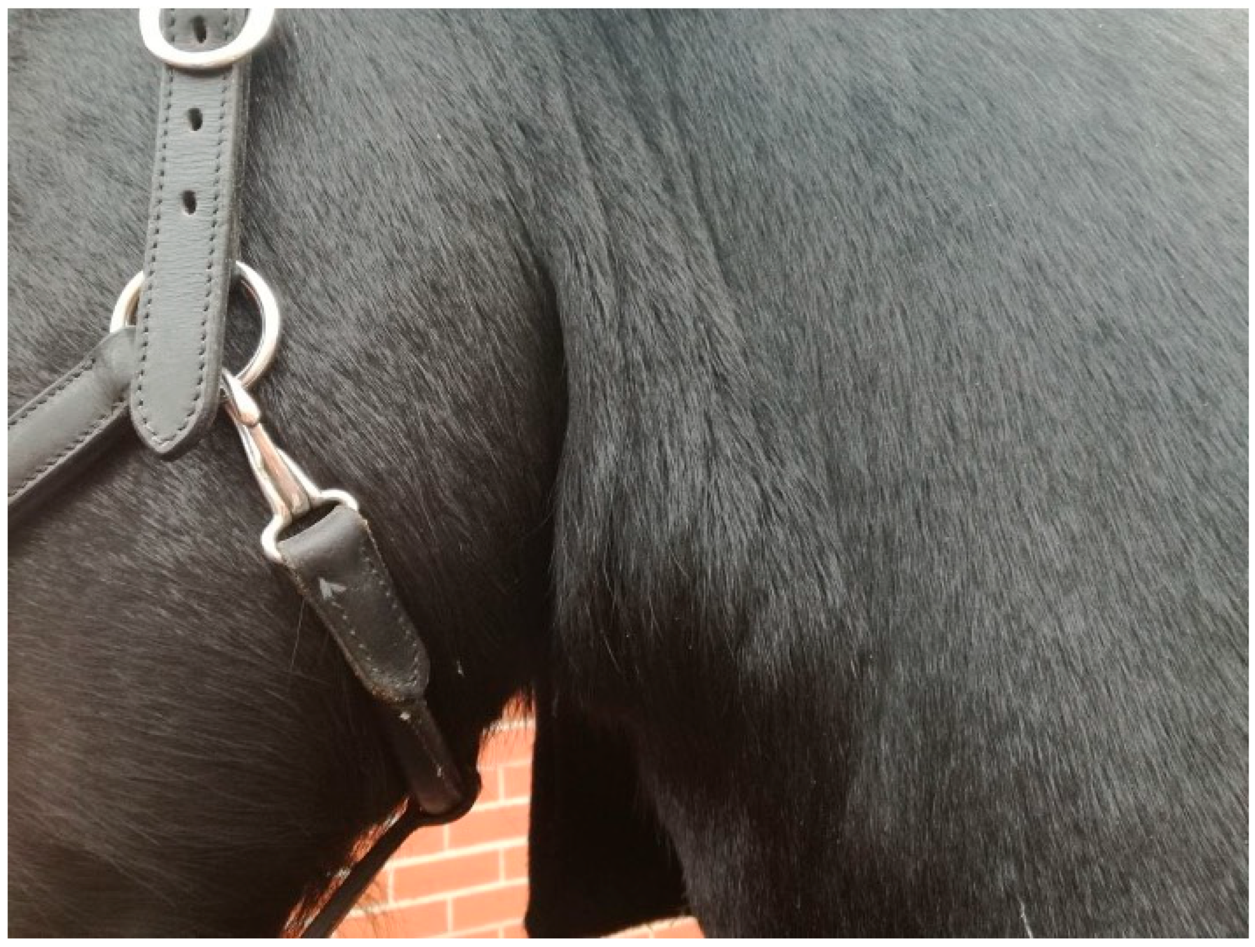 Thyroid Disease in Horses—Retrospective Case Series on Patients ...