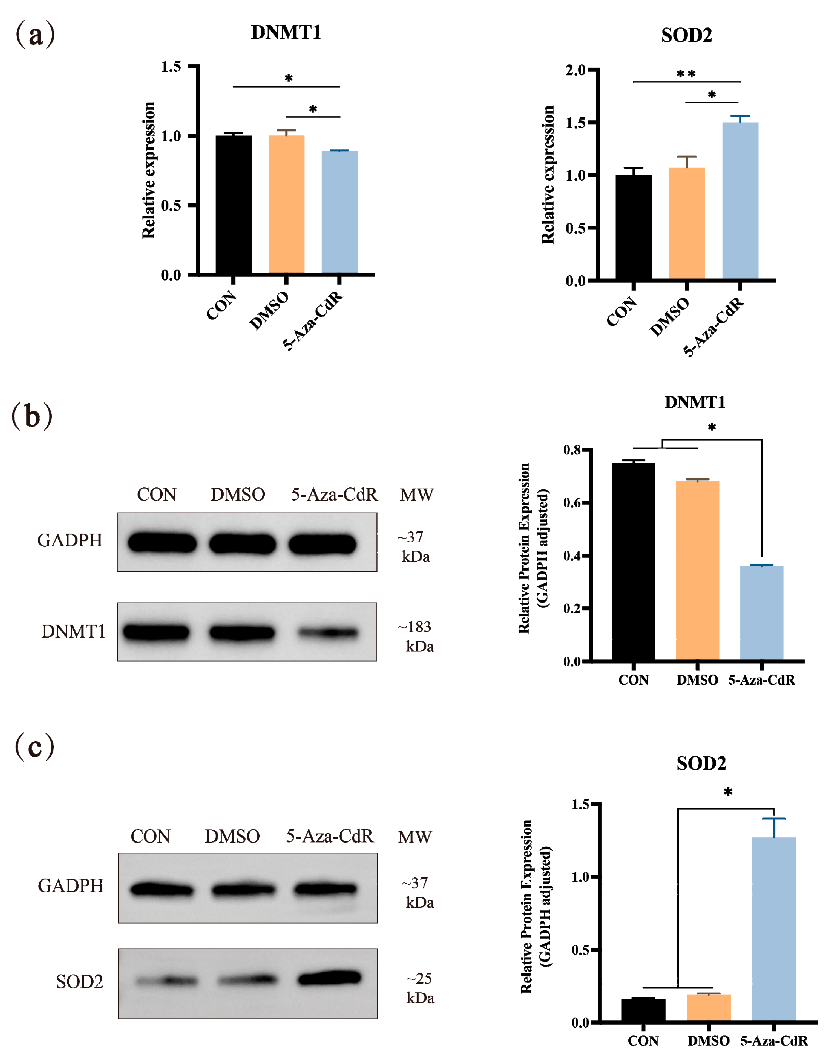 Core Promoters of Pig SOD2 Gene and Its Expression Regulation by DNA ...