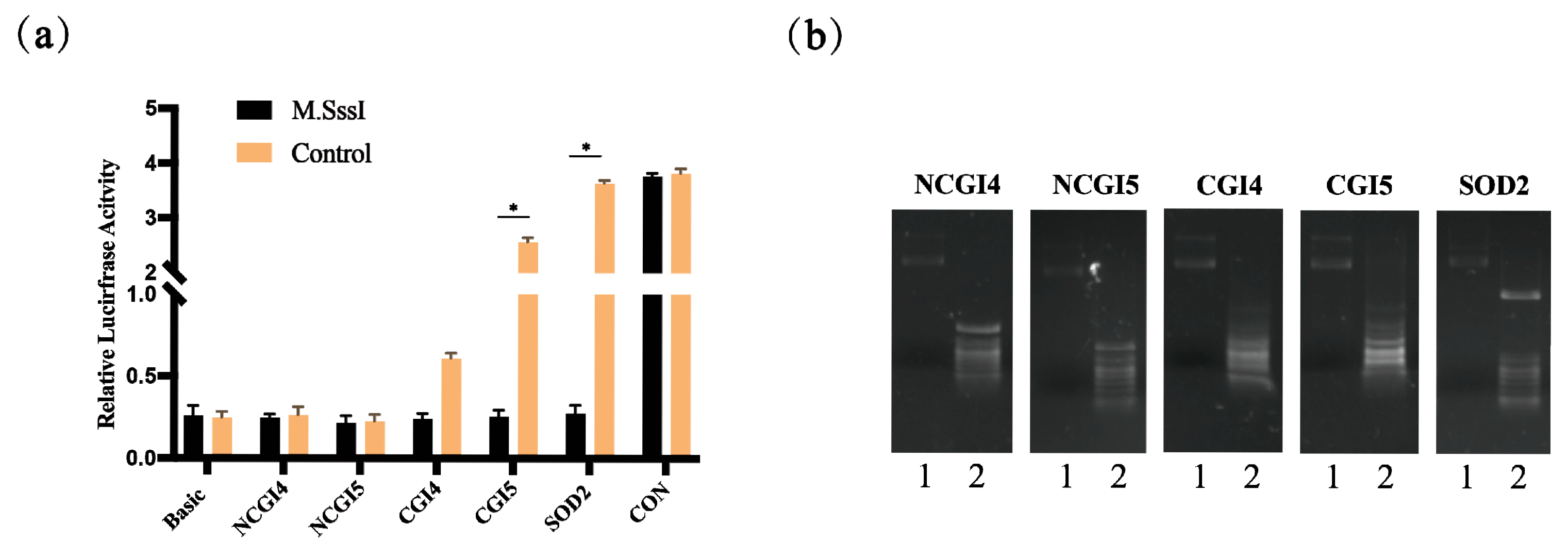 Core Promoters of Pig SOD2 Gene and Its Expression Regulation by DNA ...