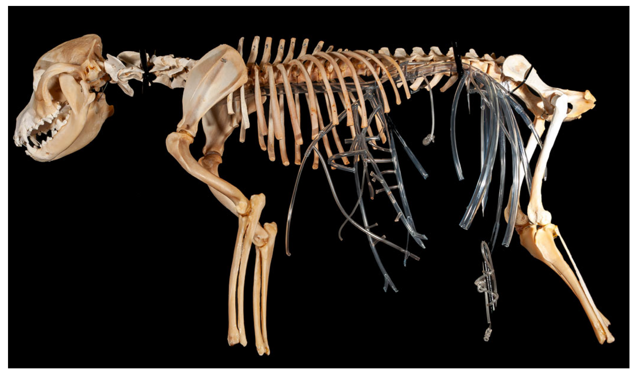 Educational Impact of a 3D Canine Vascular Simulator for Learning ...