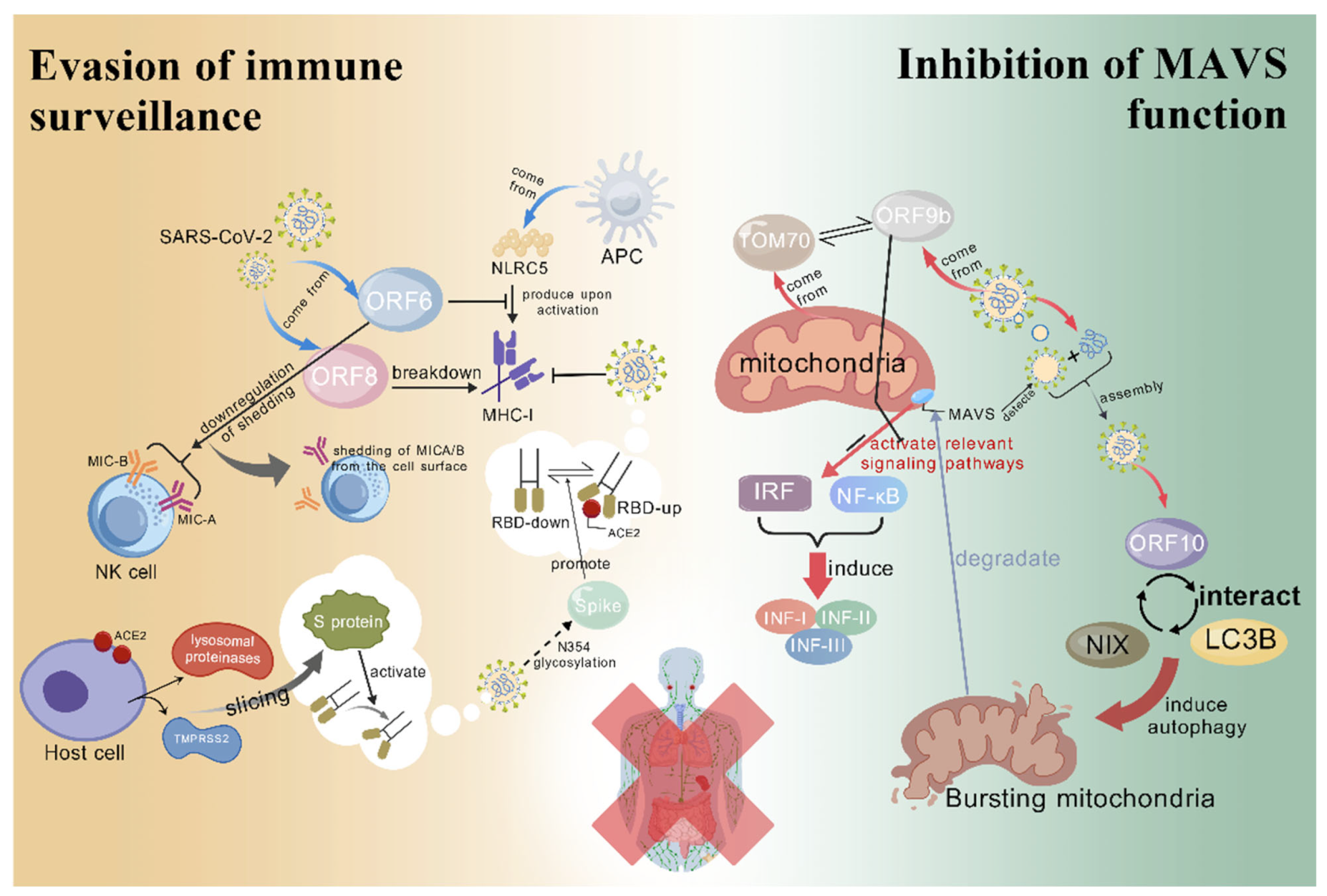 A Comprehensive View on the Mechanisms of Coronavirus Escaping Innate ...