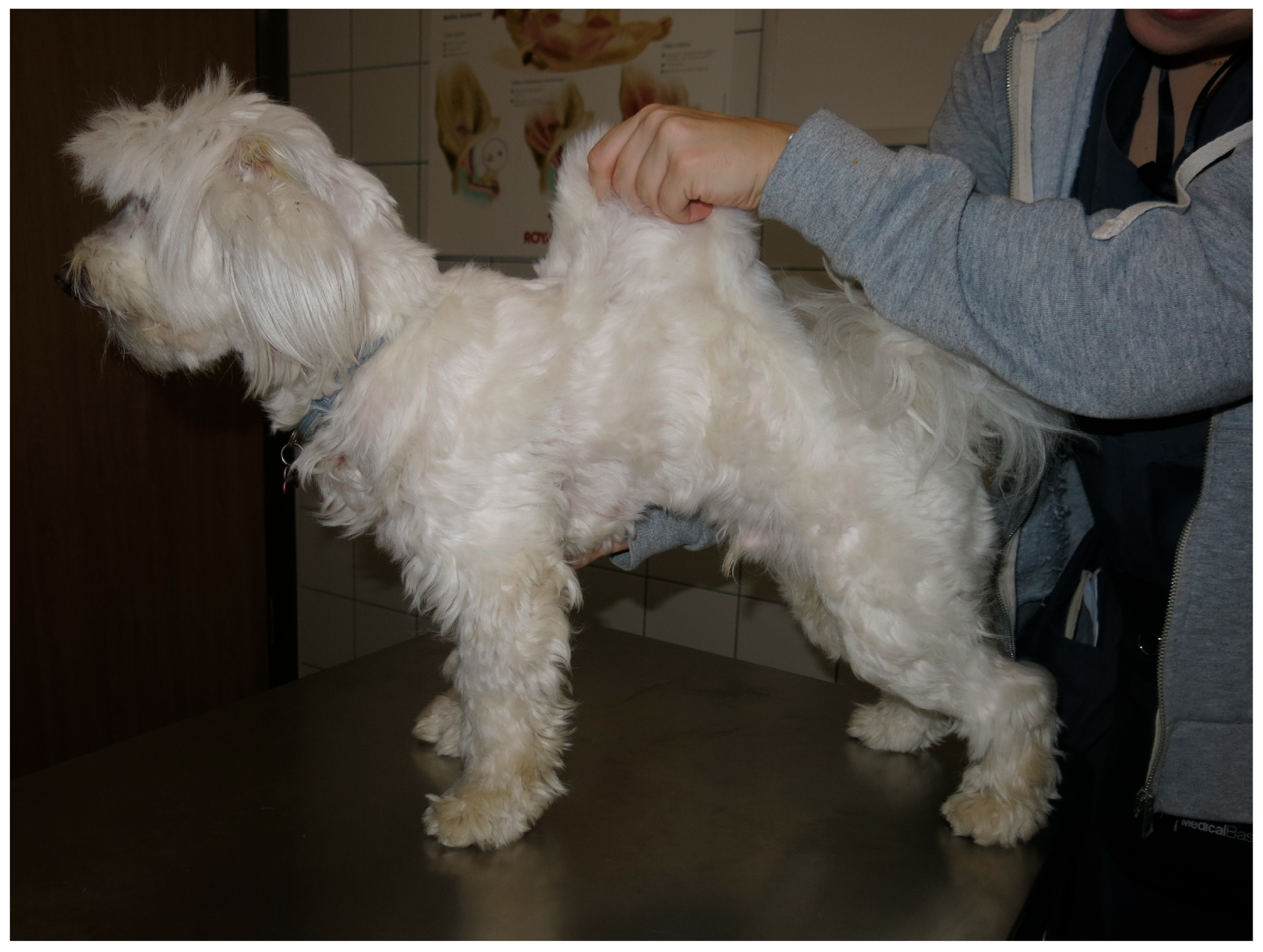 Bilateral Cranial Cruciate Ligament Rupture Treatment in a Dog Affected ...