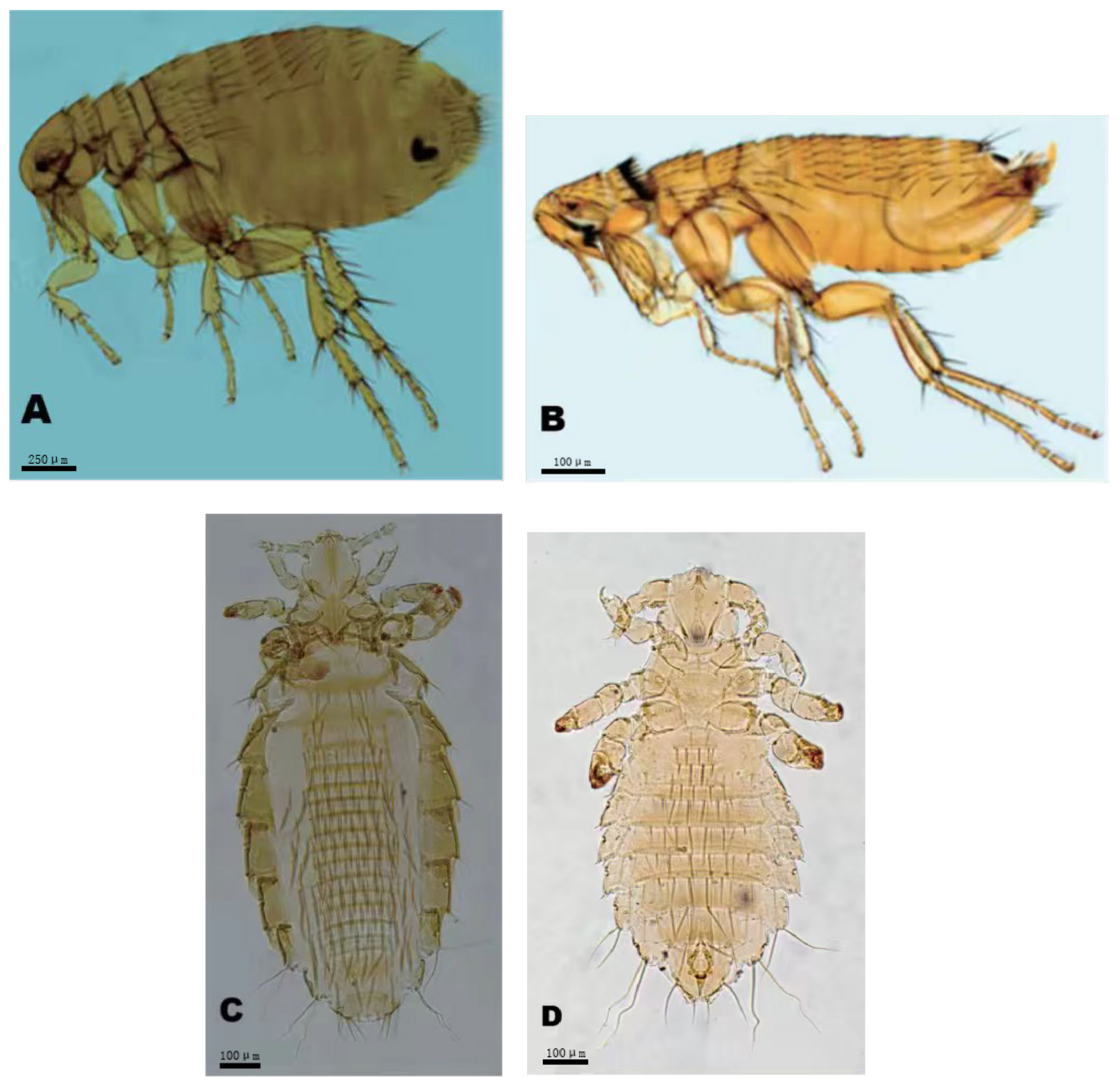 Infestation and Distribution of Ectoparasitic Insects on the White ...