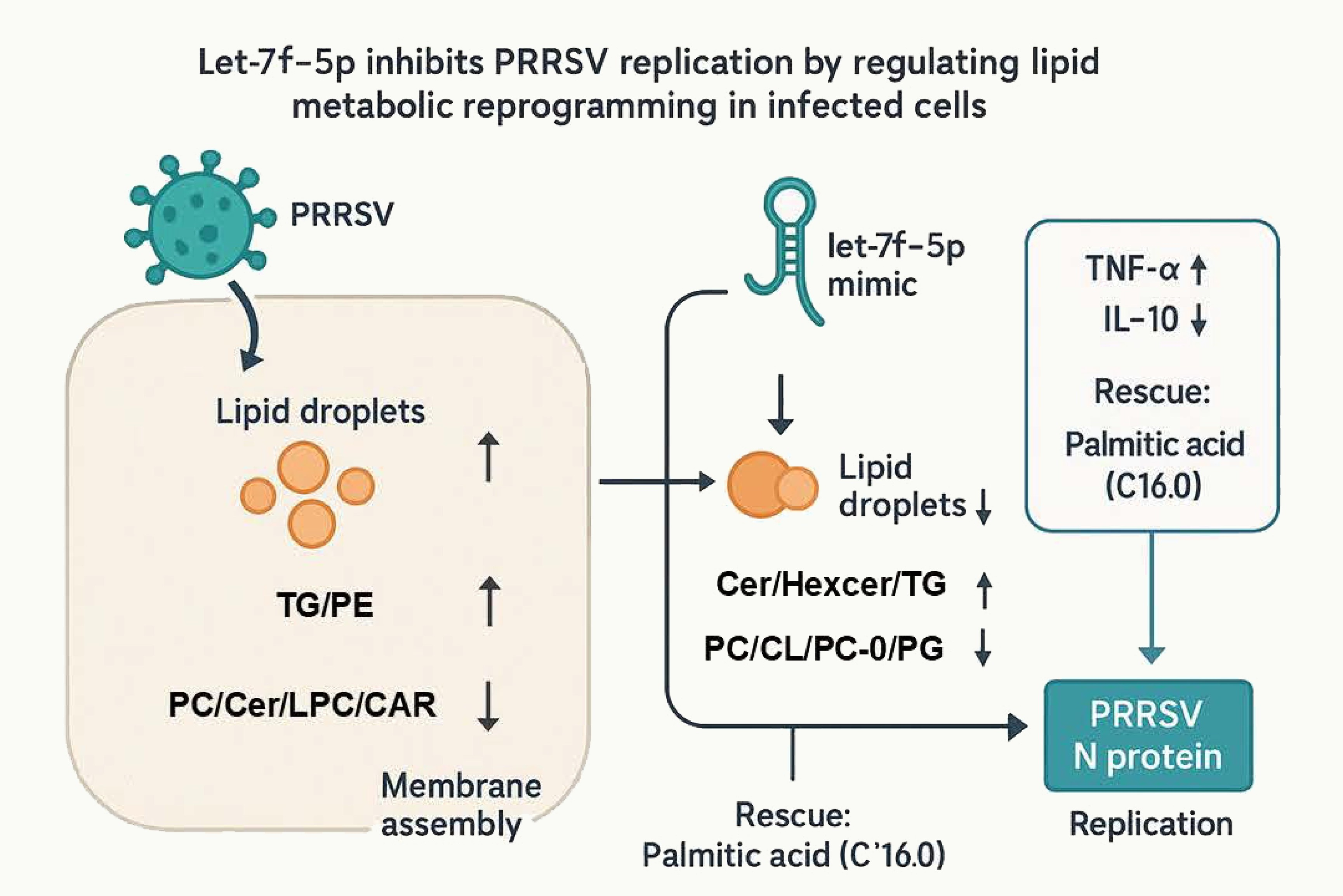 Let-7f-5p Inhibits PRRSV Replication by Regulating Lipid Metabolic ...