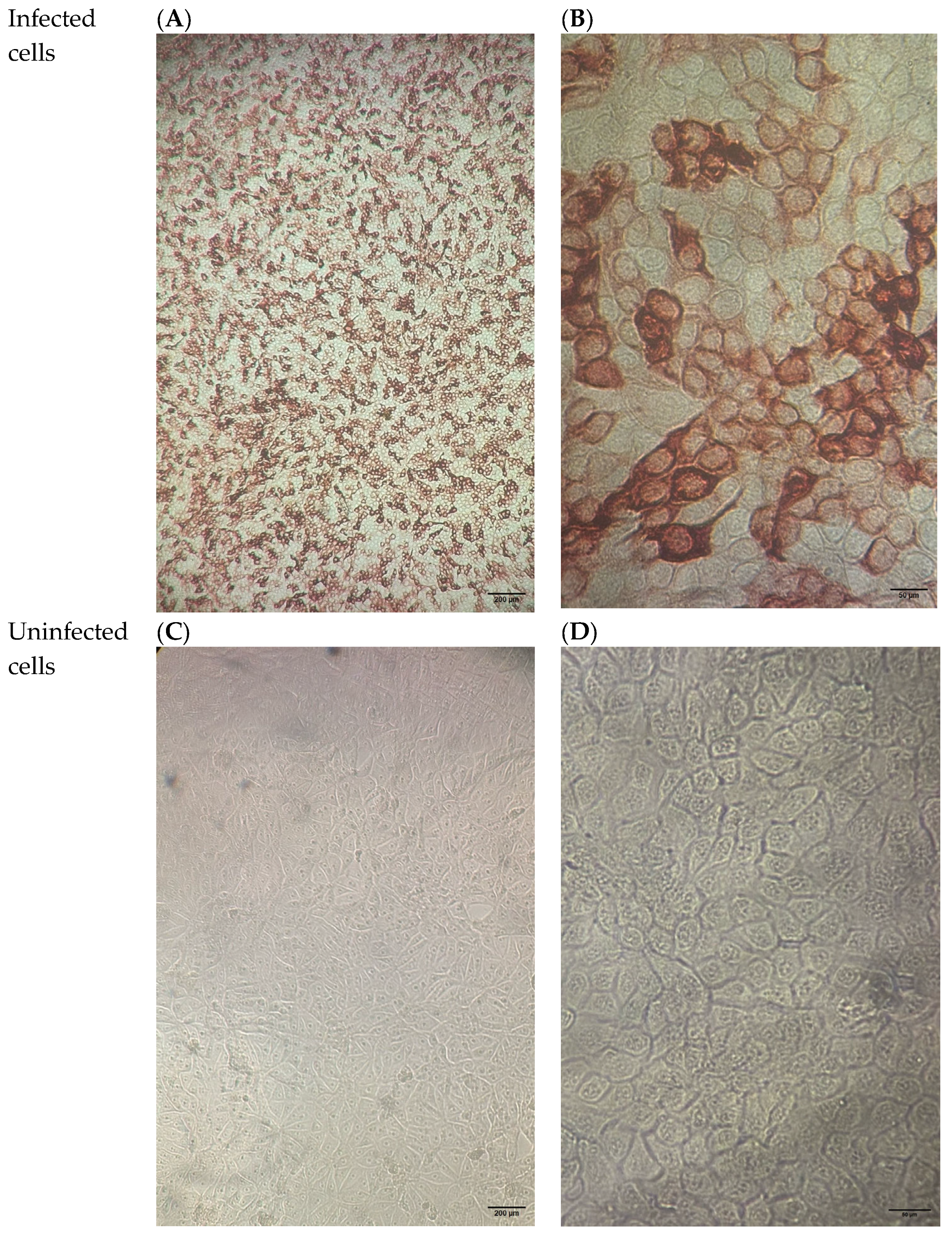 Detection of Bovine Viral Diarrhoea Virus in a Case Series of ...