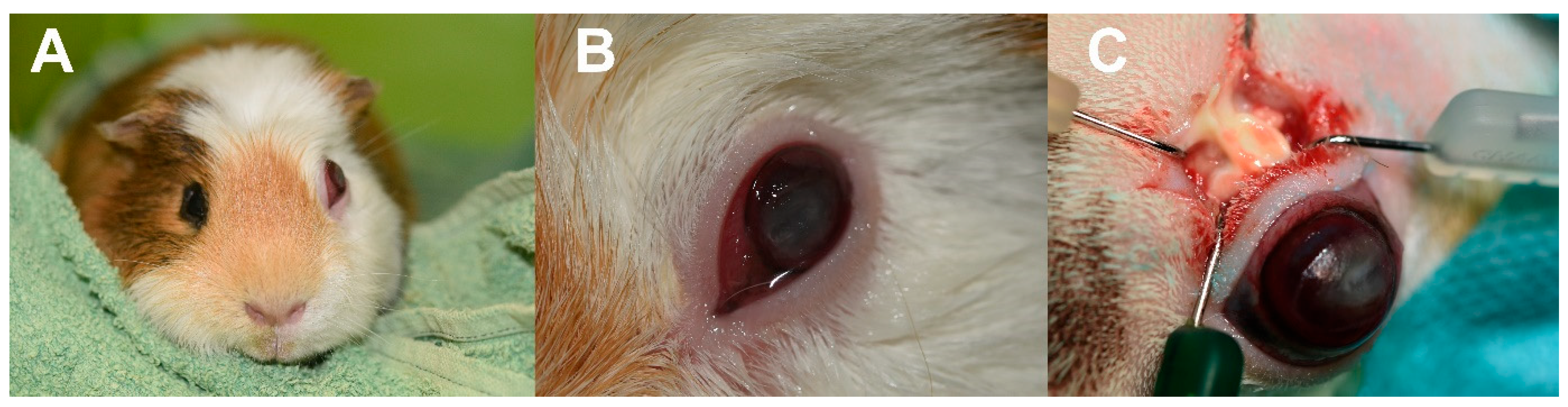 Ventral Transorbital Apicoectomy of the Maxillary Second and Third ...