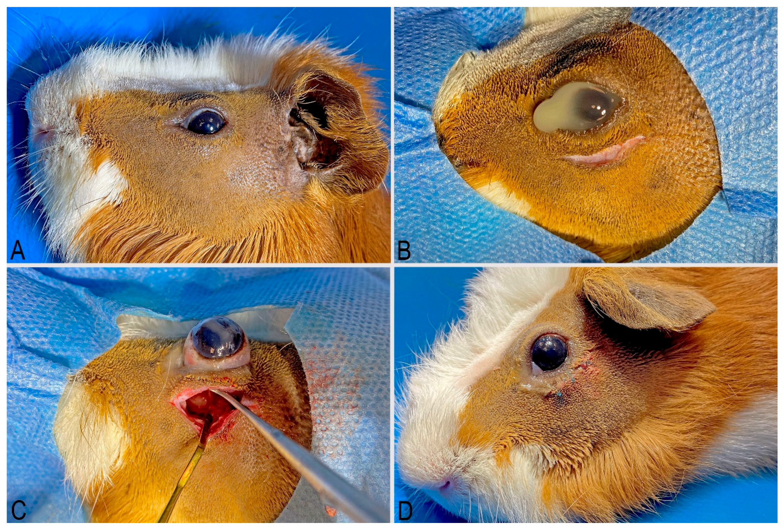 Ventral Transorbital Apicoectomy of the Maxillary Second and Third ...
