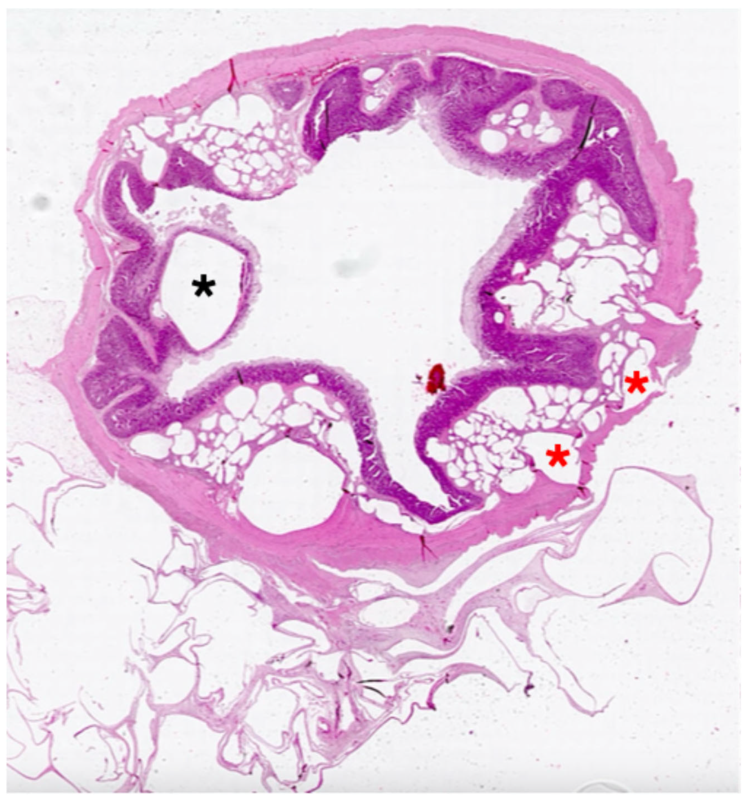 Unveiling Intestinal Emphysema in Pigs: Morphological Insights and ...