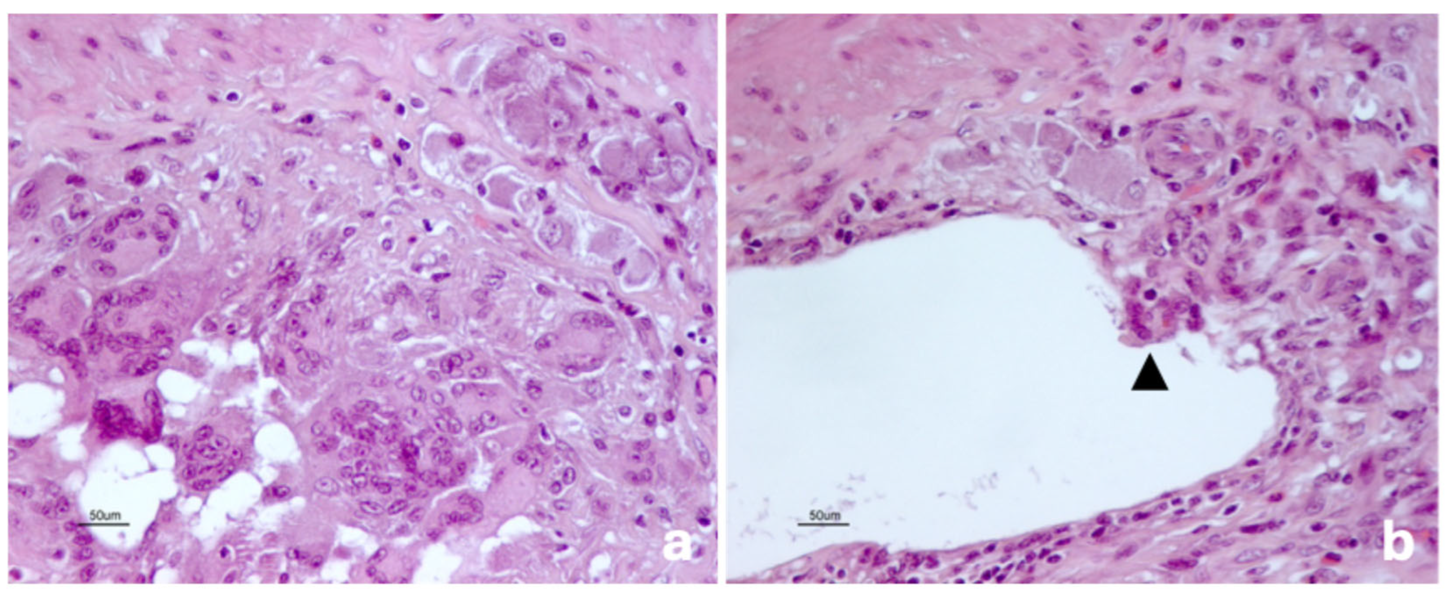 Unveiling Intestinal Emphysema in Pigs: Morphological Insights and ...