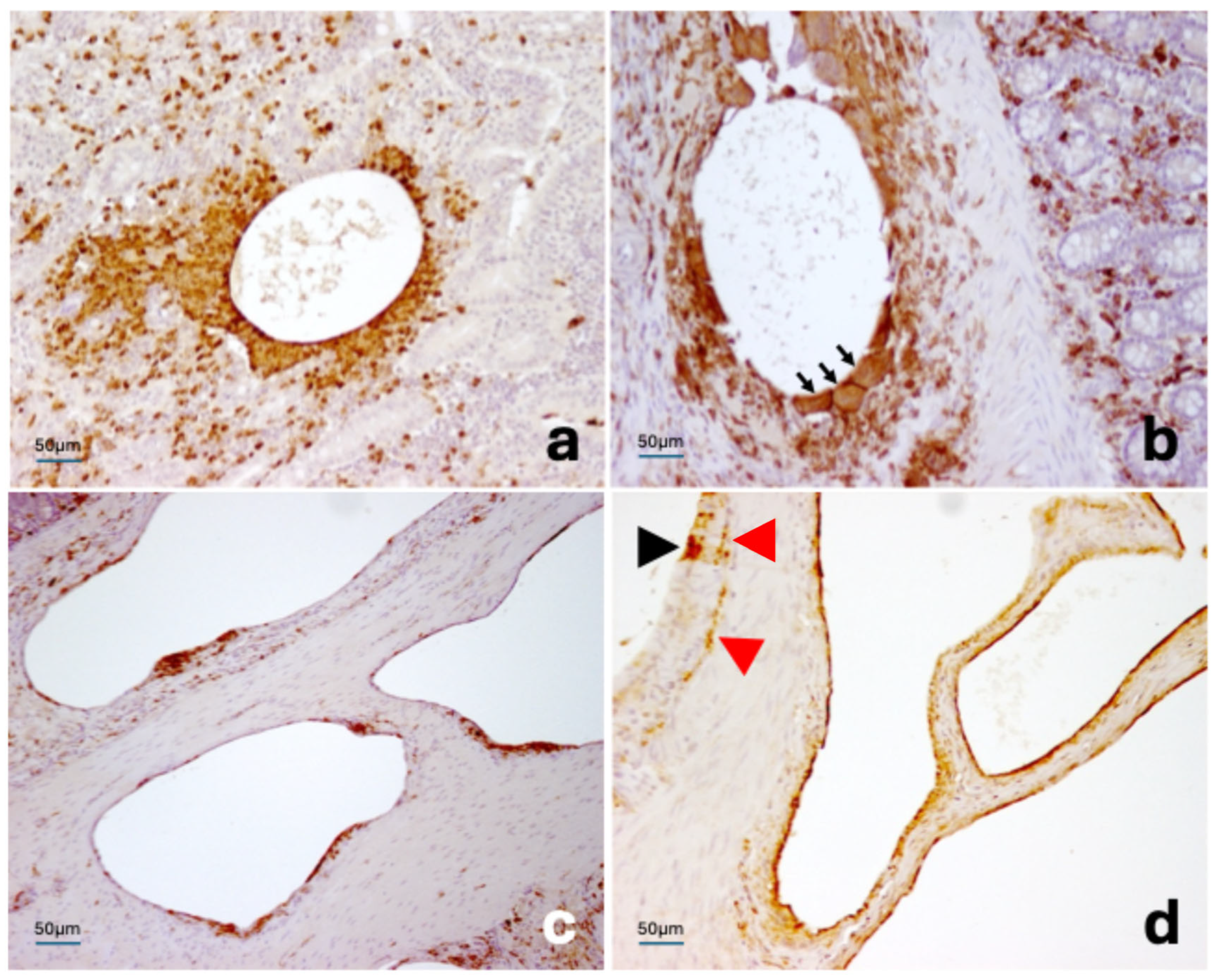 Unveiling Intestinal Emphysema in Pigs: Morphological Insights and ...