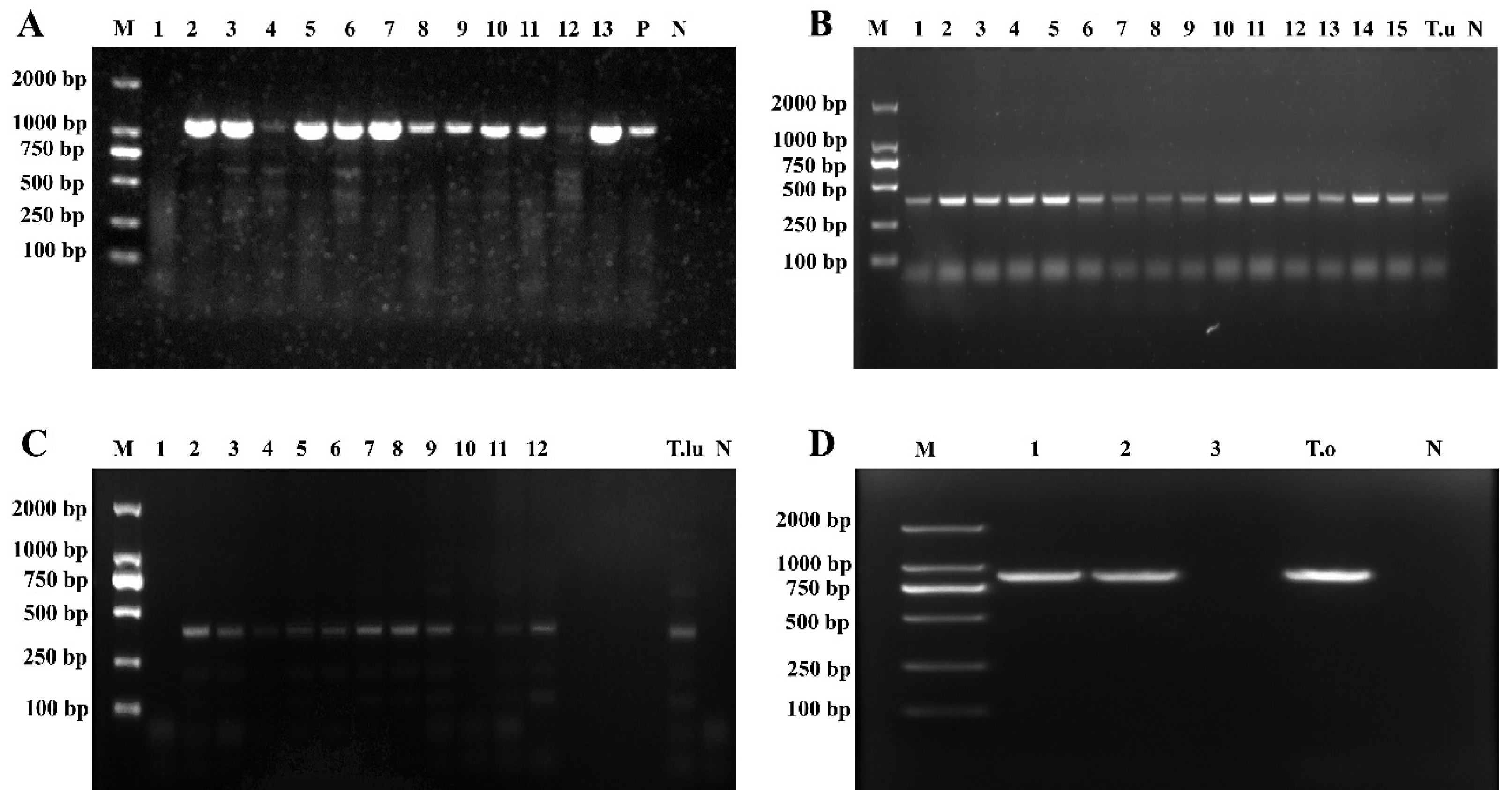 Molecular Evidence of Ovine Theileriosis in Selected Areas of Qinghai ...