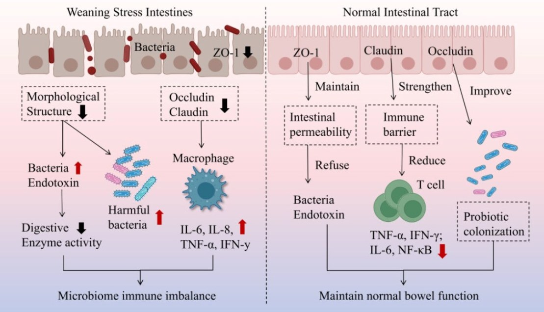 Roles of Tight Junction Proteins in Intestinal Barrier Function and ...