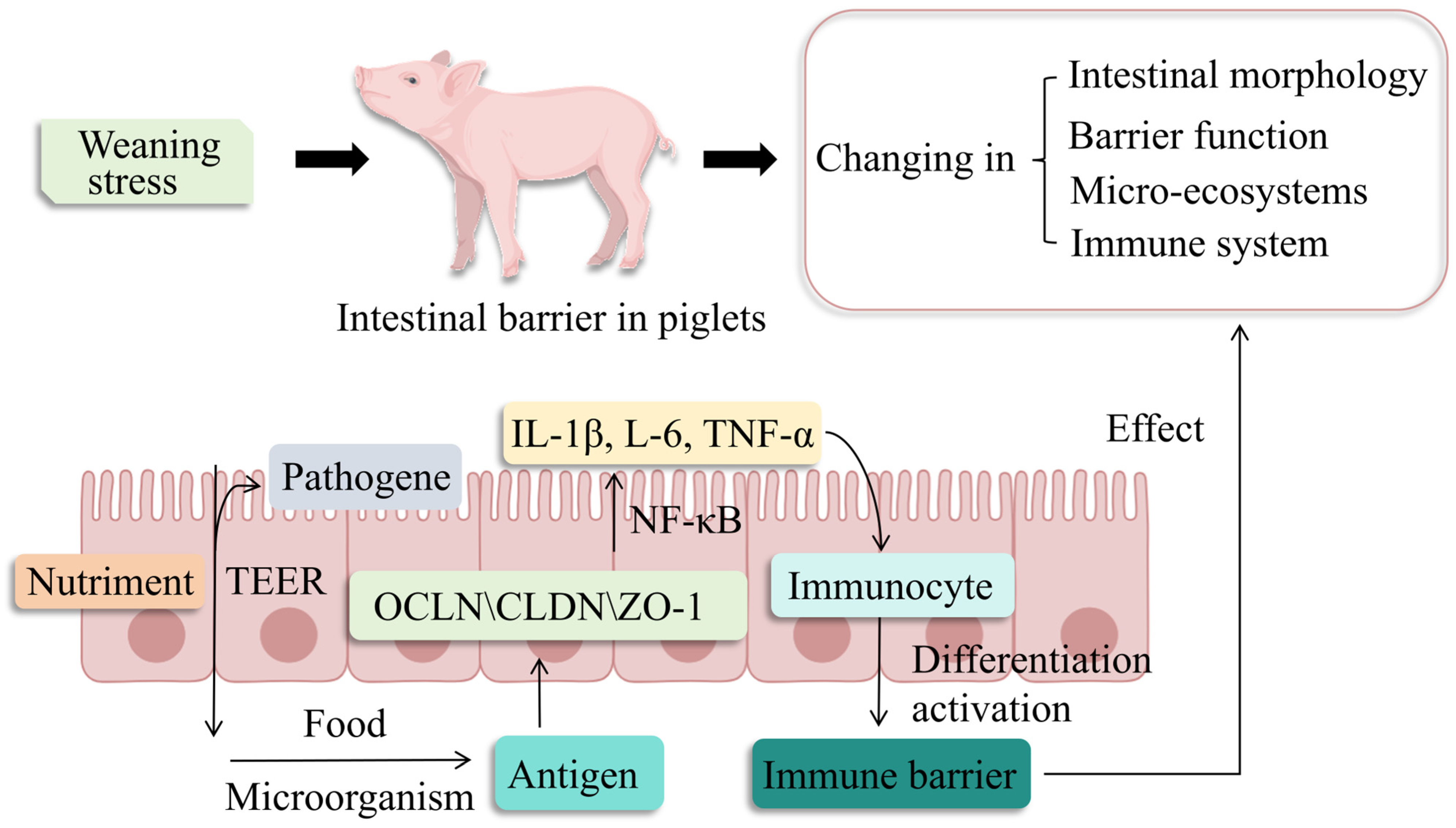 Roles of Tight Junction Proteins in Intestinal Barrier Function and ...