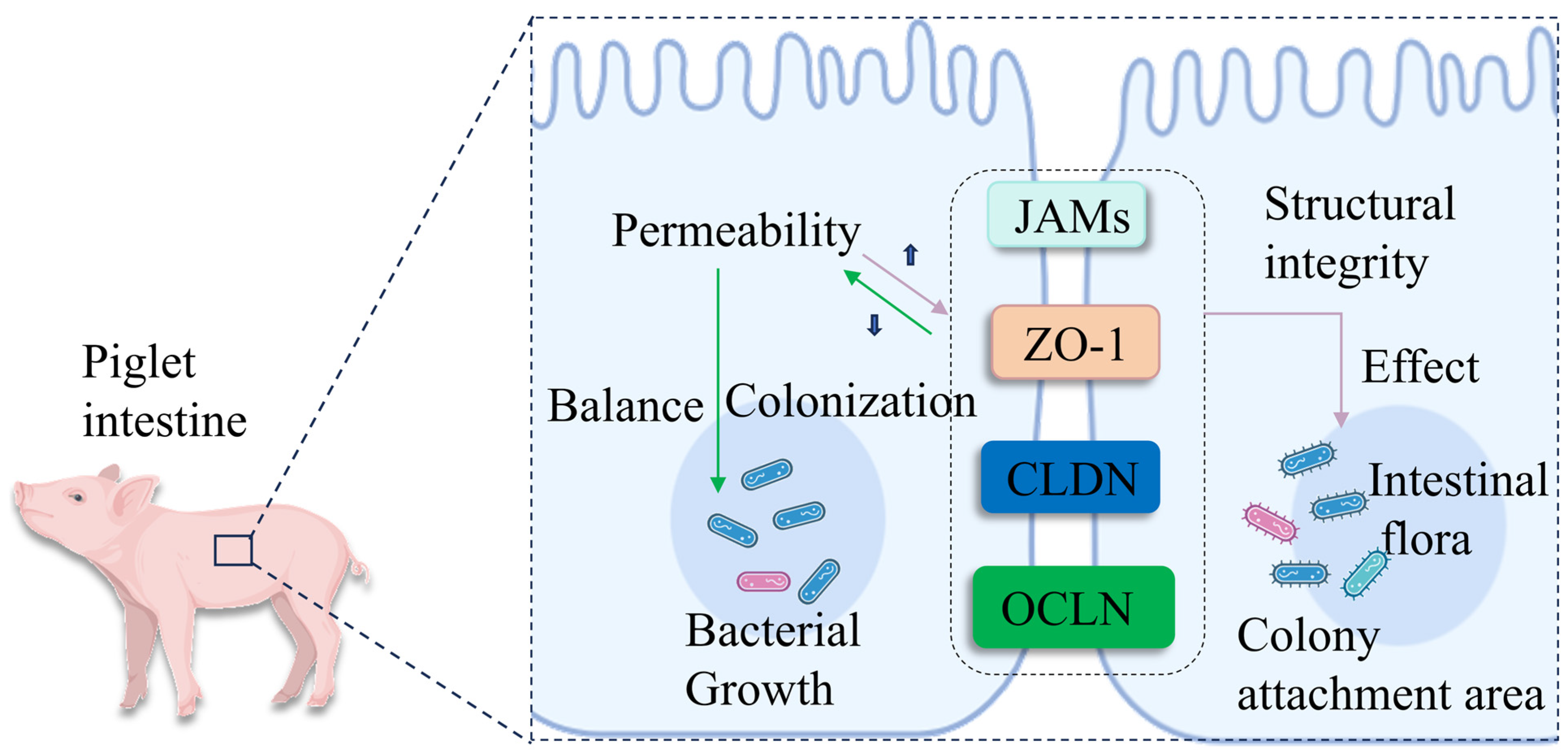 Roles of Tight Junction Proteins in Intestinal Barrier Function and ...