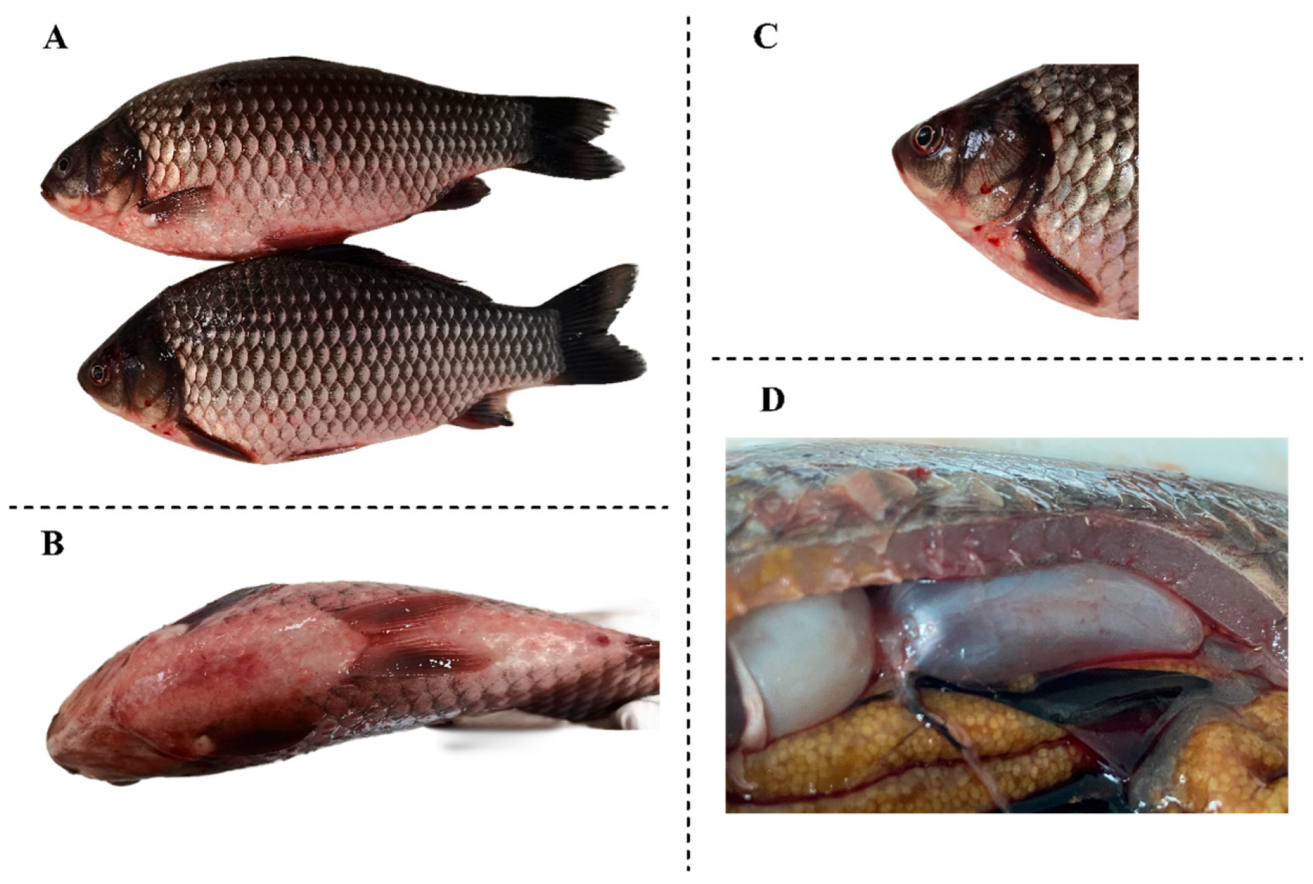 Environmental-Nitrite-Enhanced Cyprinid Herpesvirus 2 Infection in ...