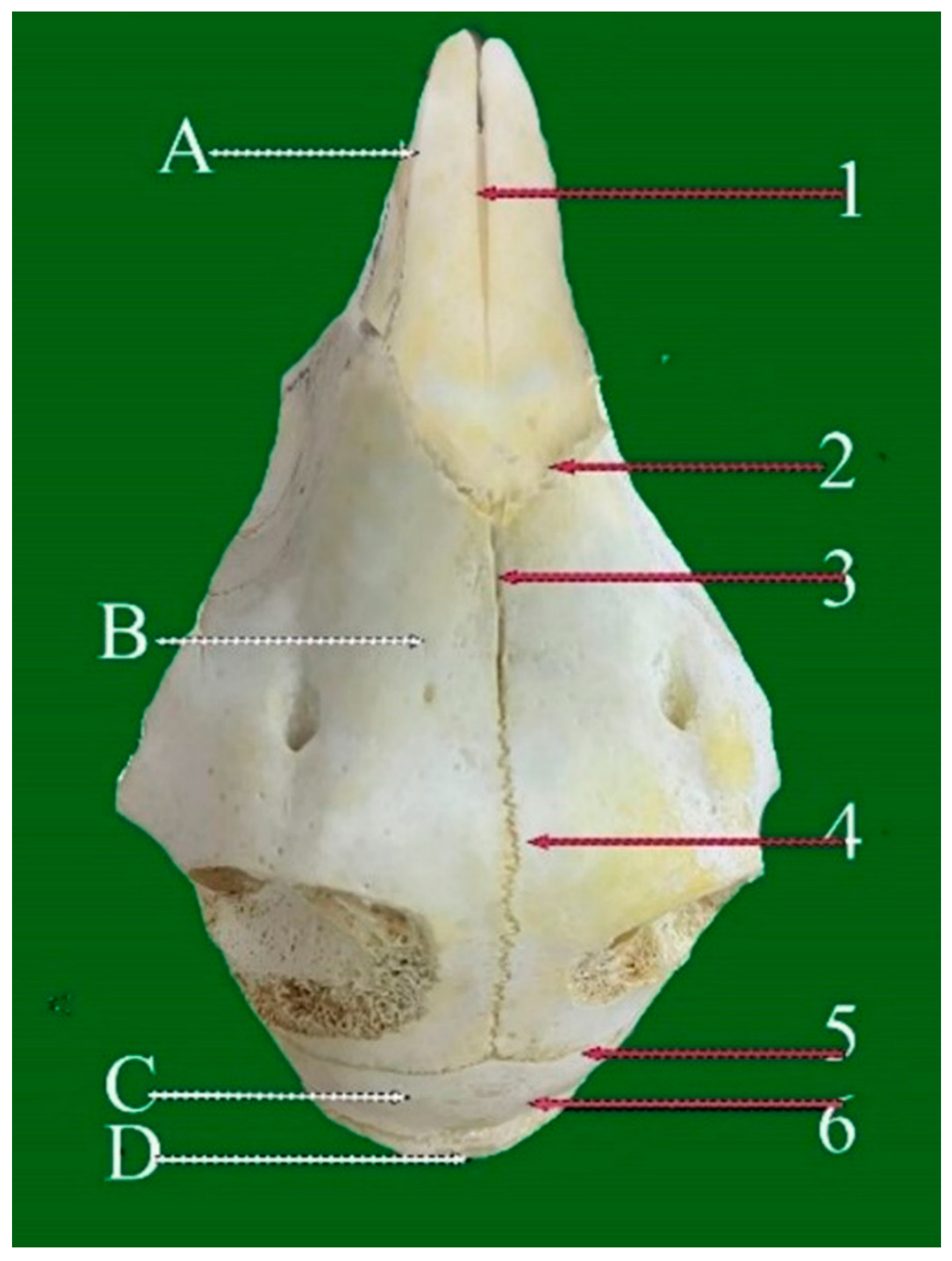 Cranial Suture Joints in Sheep Ovis aries (Najdi breed): Anatomical and ...