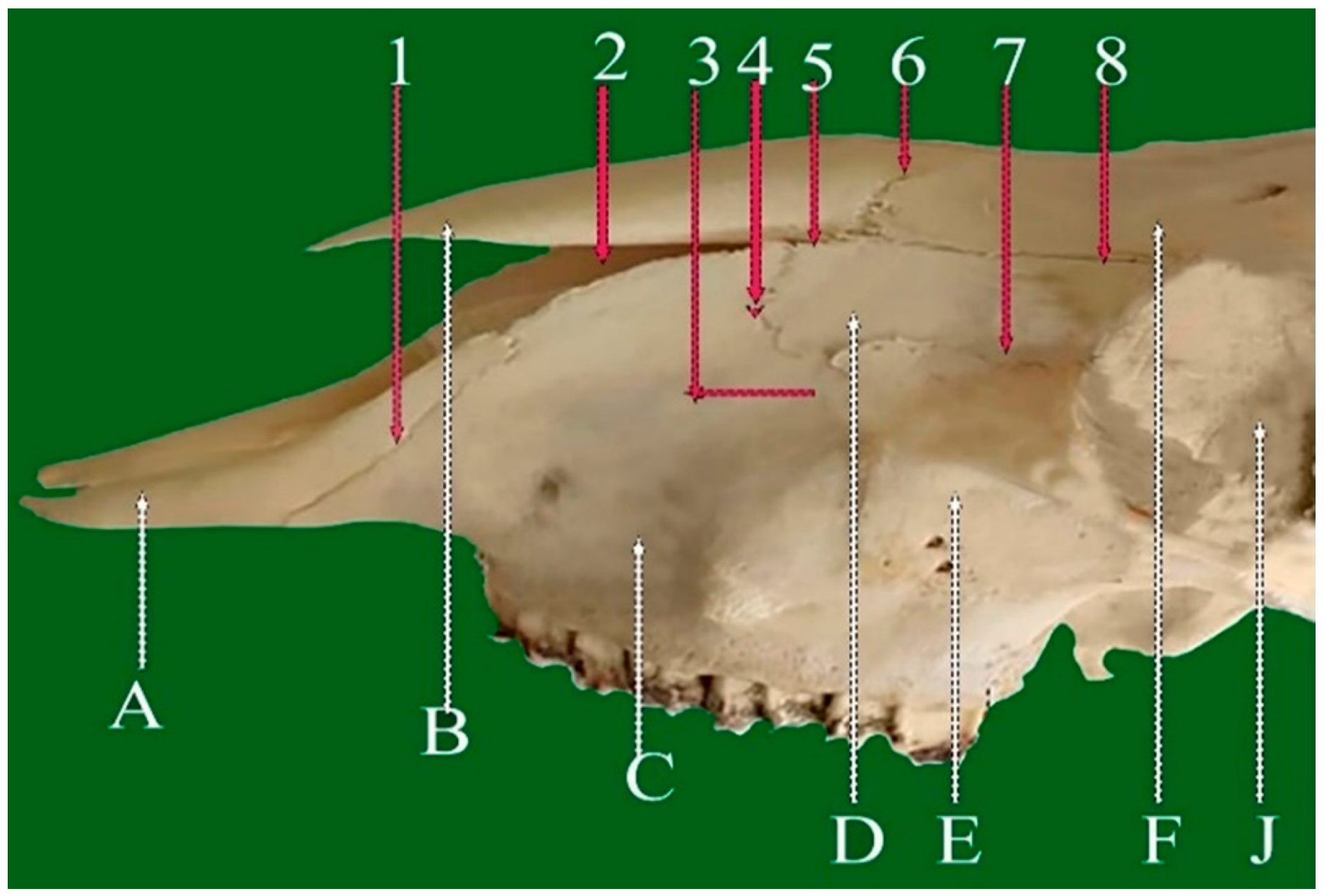 Cranial Suture Joints in Sheep Ovis aries (Najdi breed): Anatomical and ...