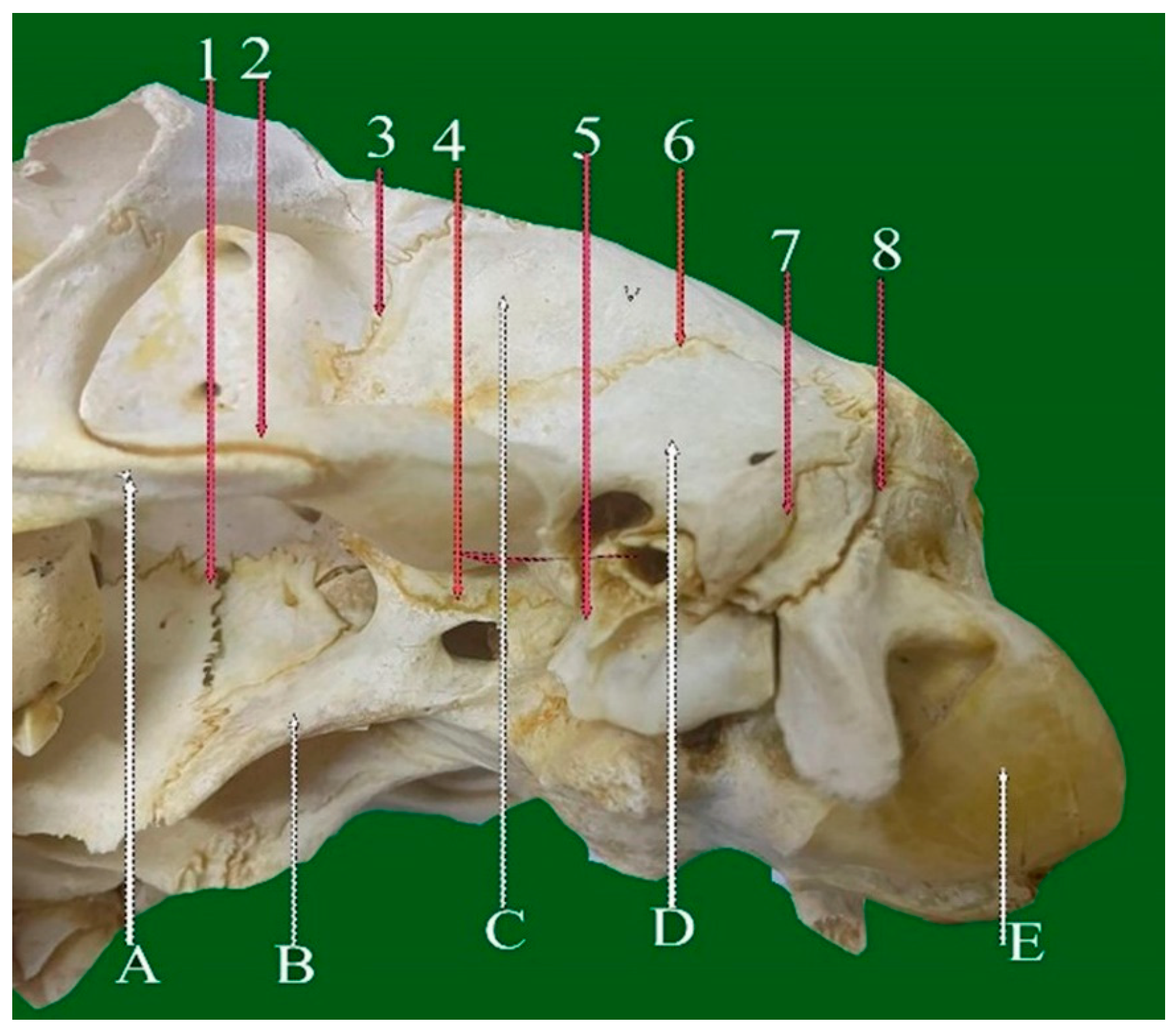 Cranial Suture Joints in Sheep Ovis aries (Najdi breed): Anatomical and ...