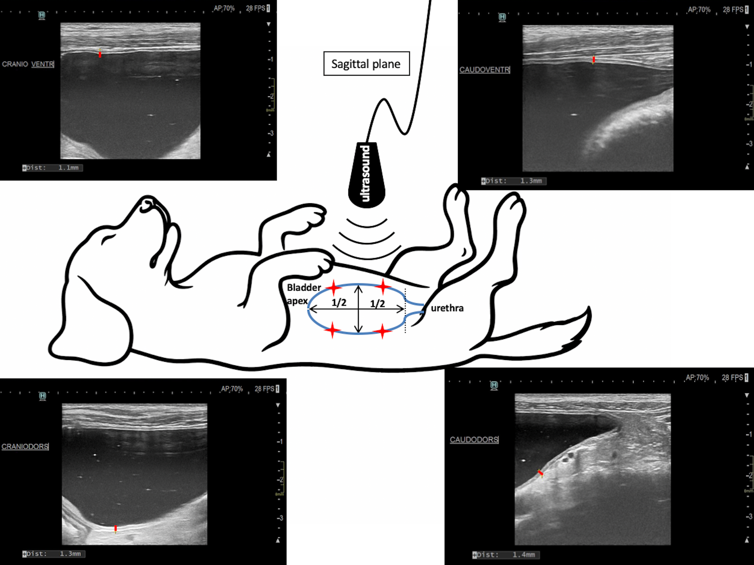 Longitudinal Pilot Study of Progressive Urethral Sub-Obstruction in a ...