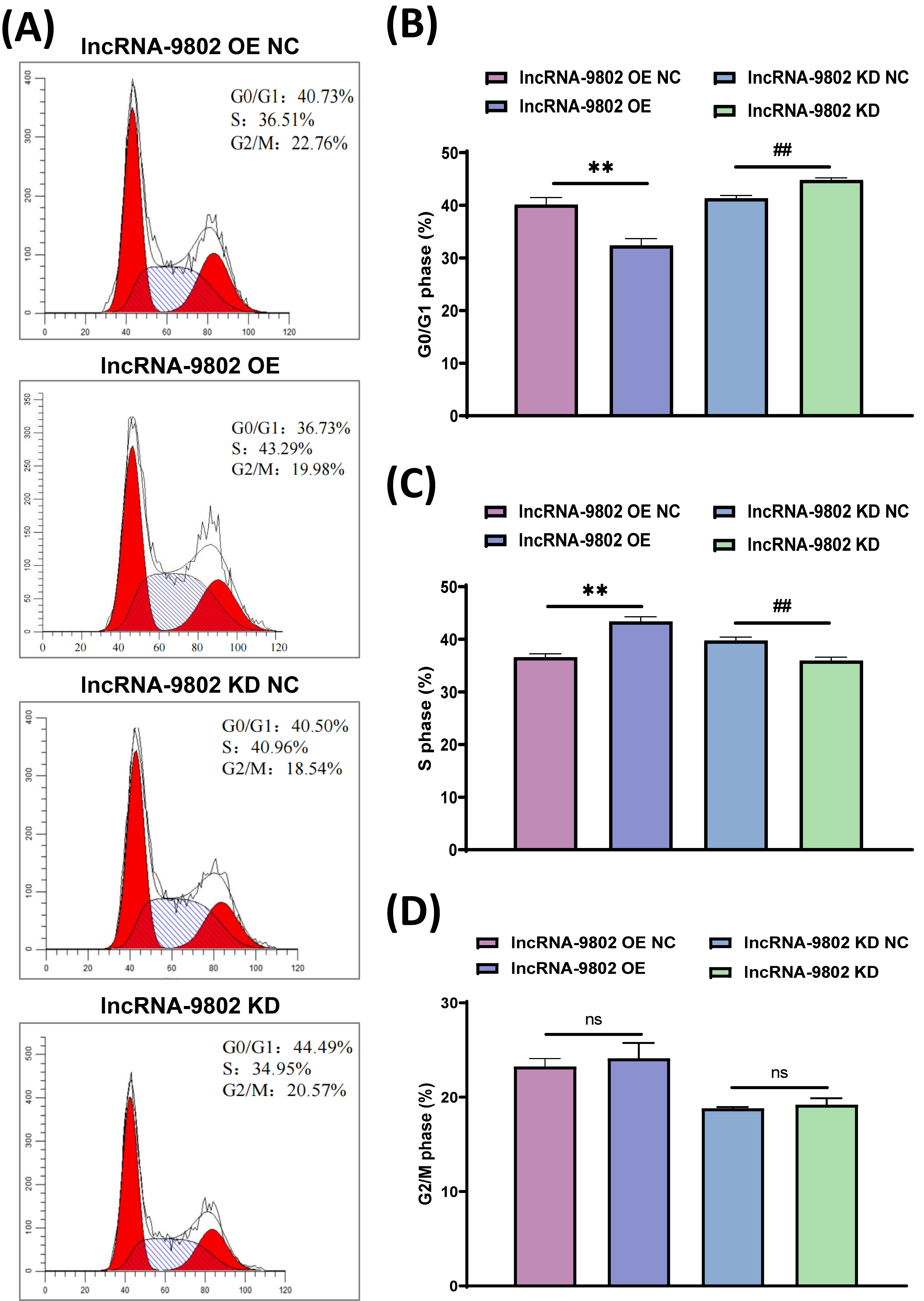 Chicken lncRNA-9802 Induces the S Phase Arrest in the T Lymphocyte ...